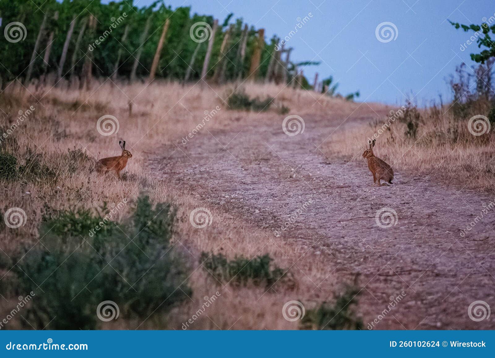 Wild Rabbits on a Dried Field Stock Photo - Image of wild, bunny: 260102624
