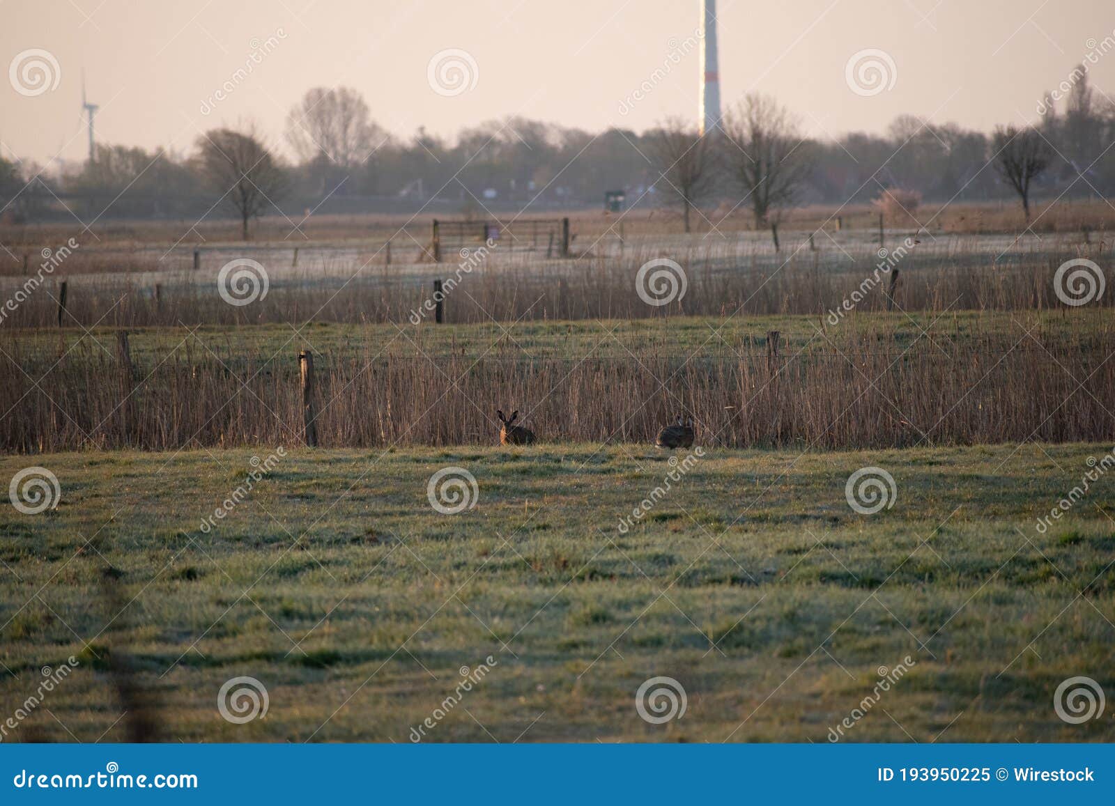 Wild Rabbits Grazing in a Pasture Stock Image - Image of grazing, bunny ...