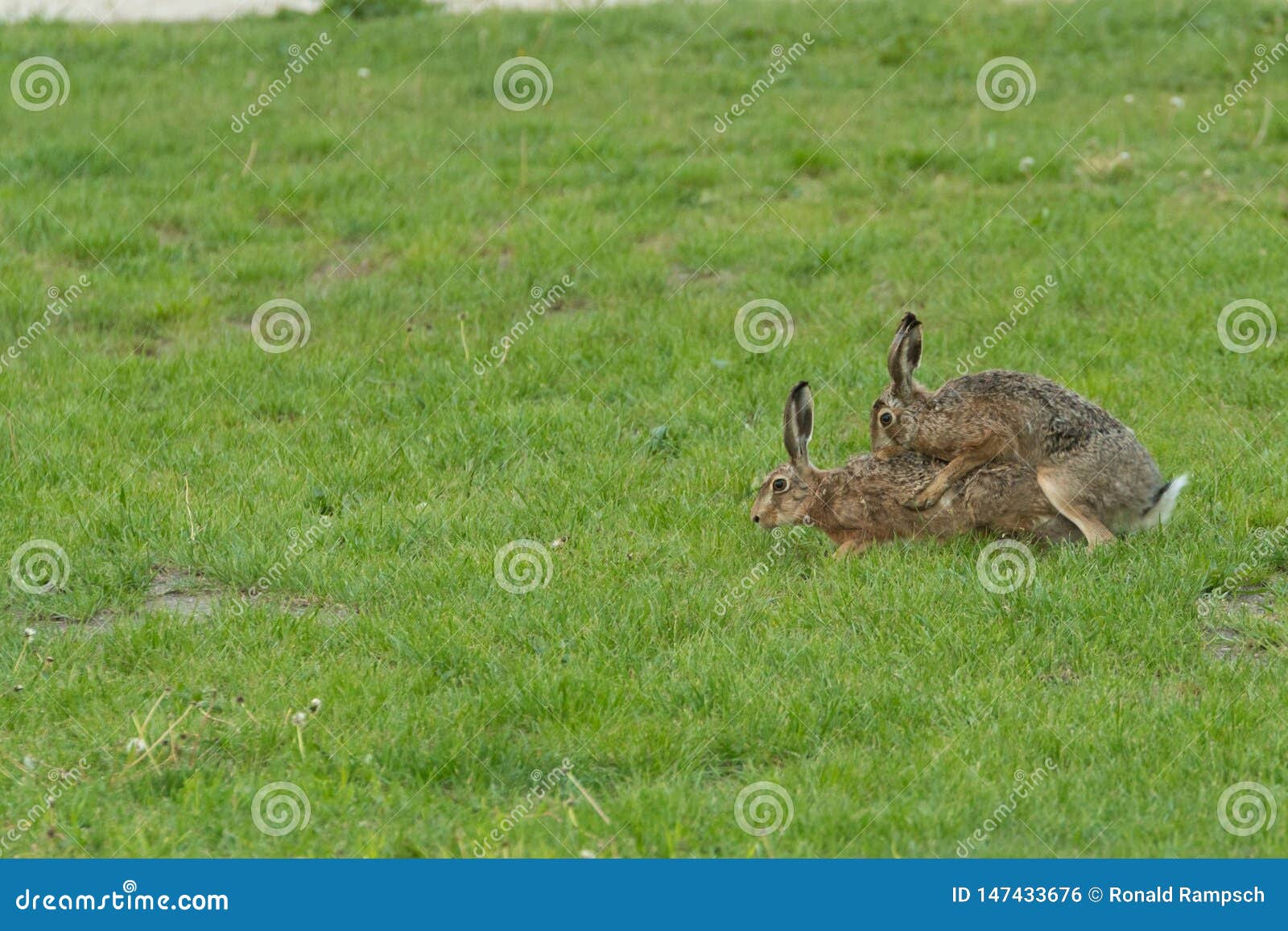 Wild Rabbits Mating in the Grass Stock Photo - Image of wild ...