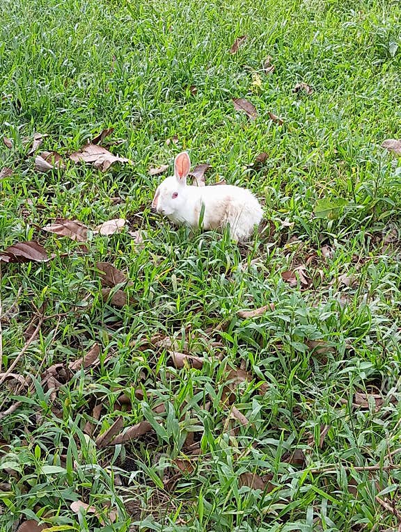 Wild Rabbits White Playing in the Grass Stock Image - Image of grass ...