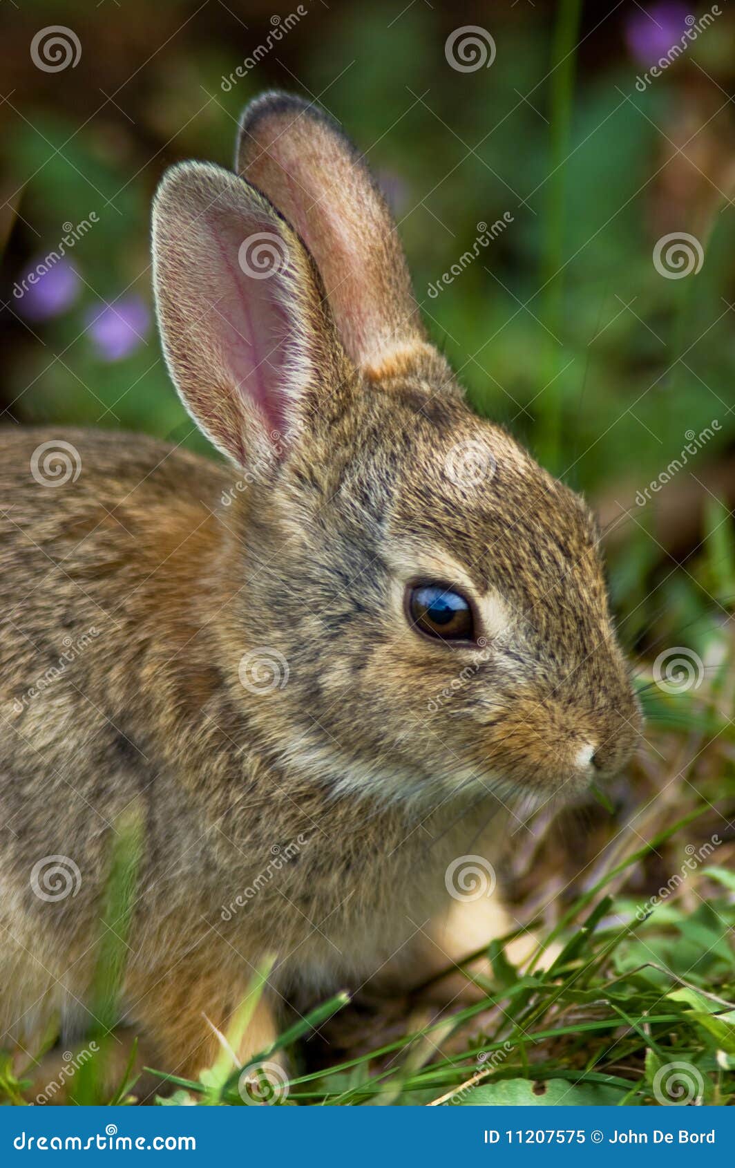 Wild Rabbitt stock image. Image of baby, vulnerable, cute - 11207575