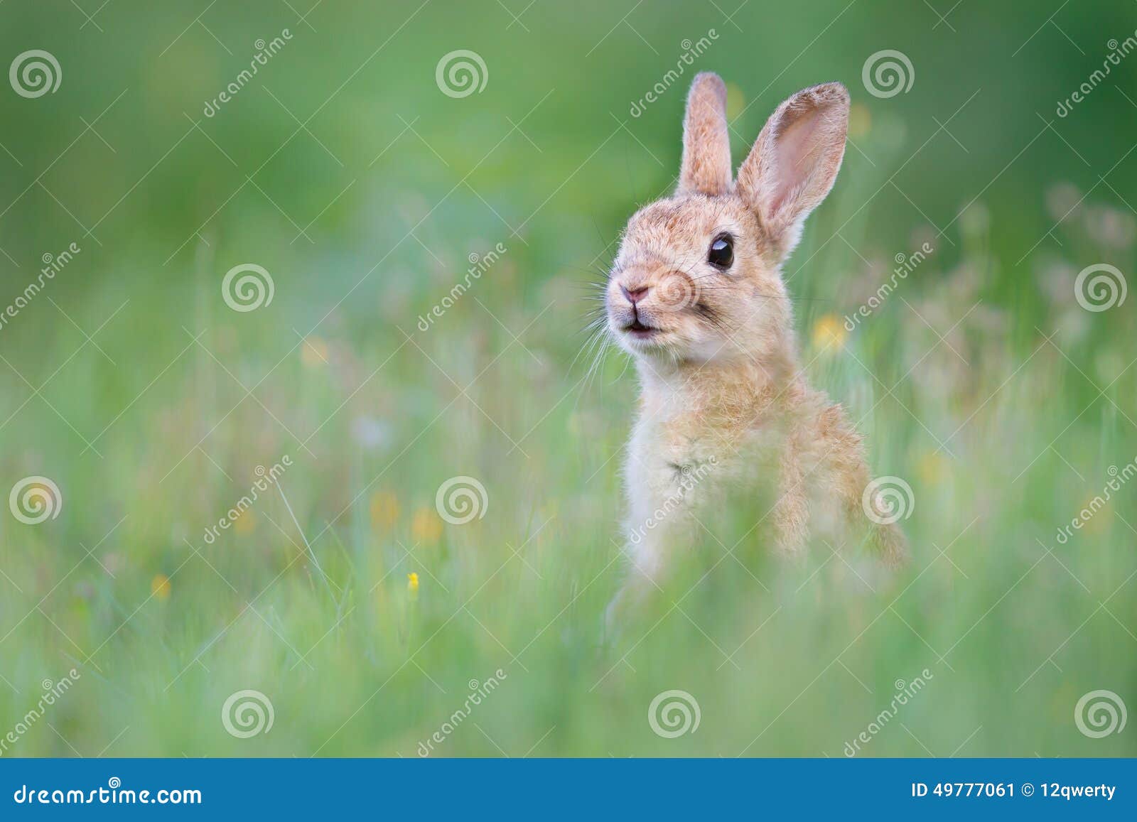 Wild rabit stock image. Image of animal, cute, wildlife - 49777061