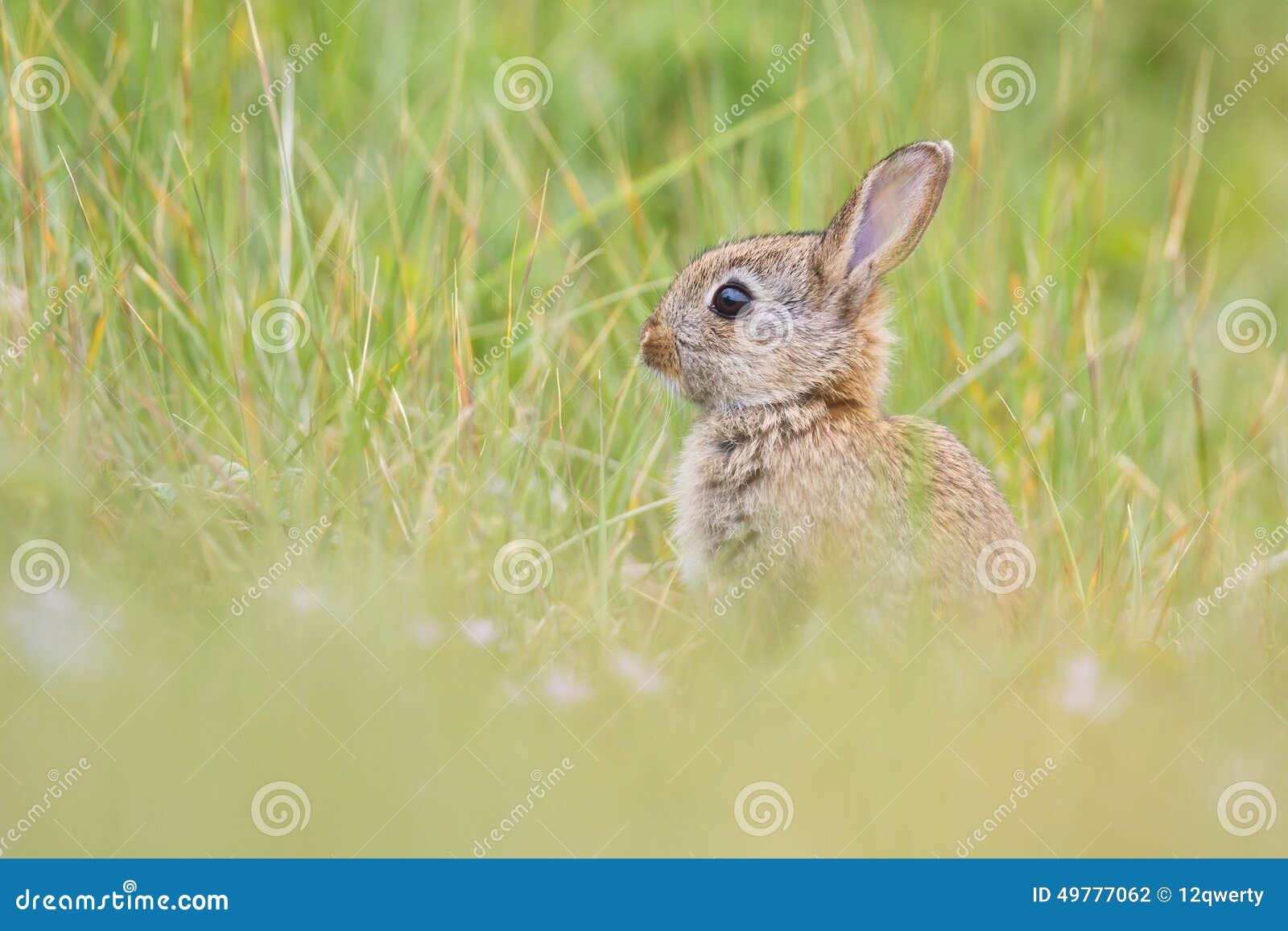Wild rabit stock photo. Image of animal, wildlife, wild - 49777062