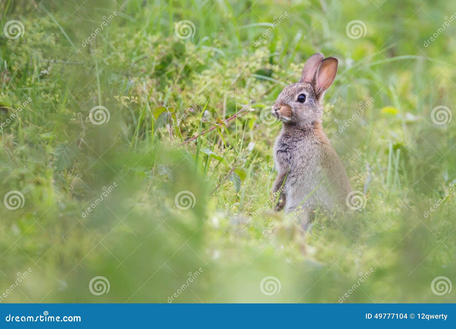 Wild rabit stock photo. Image of nature, dunes, hunting - 49777104