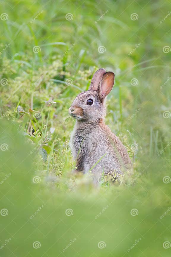 Wild rabit stock photo. Image of animal, wildlife, bunny - 49777264