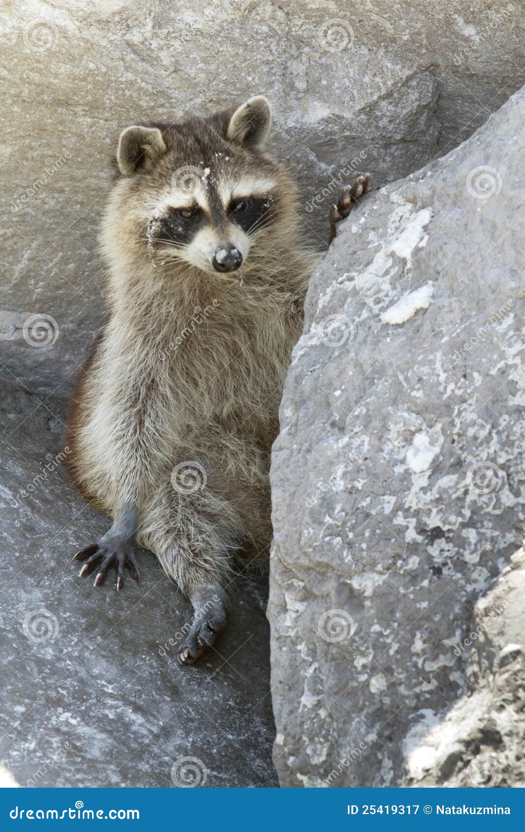 Wild Raccoon stock image. Image of northern, wild, racoon - 25419317