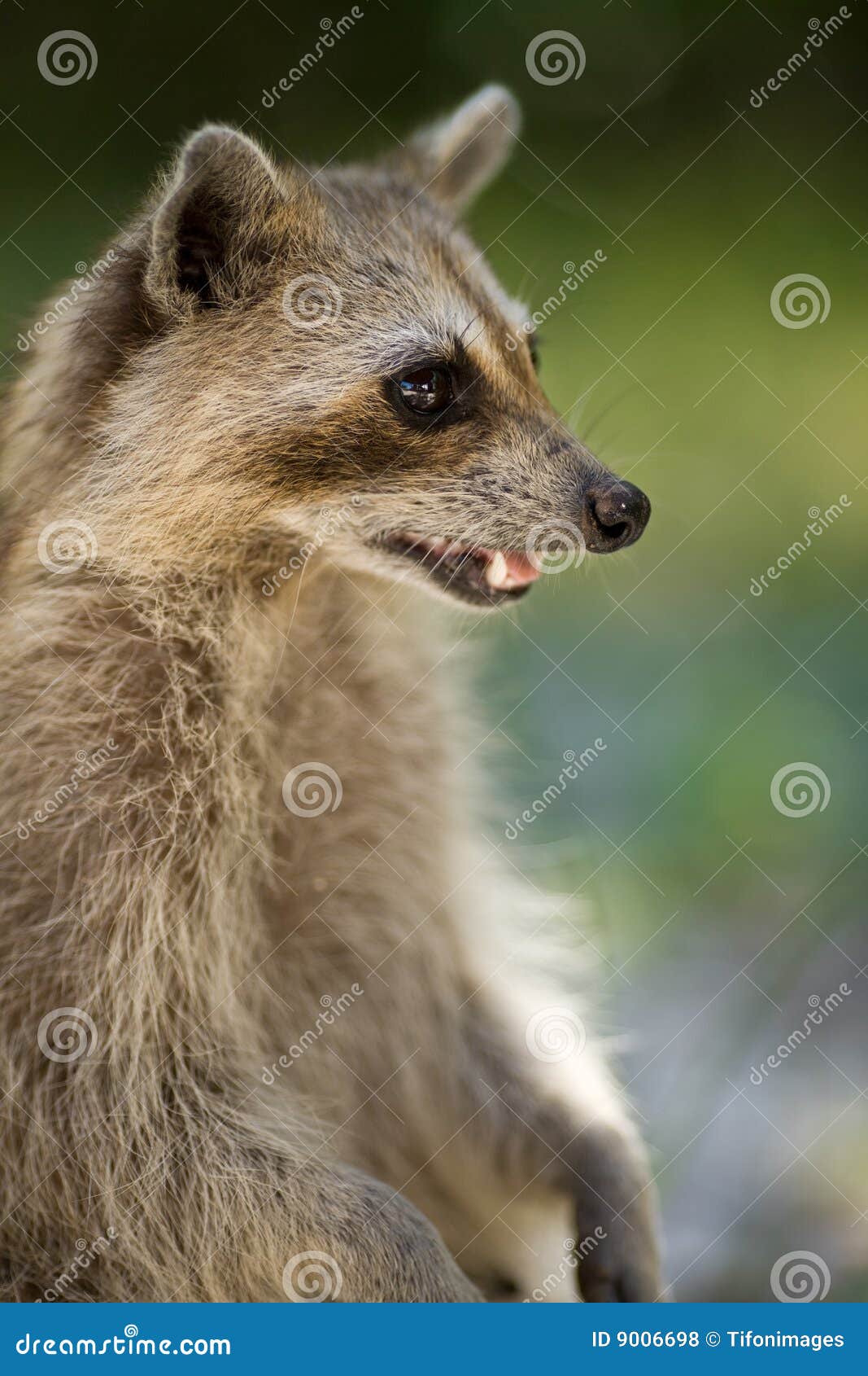 Wild racoon stock photo. Image of raccoon, furry, bear - 9006698