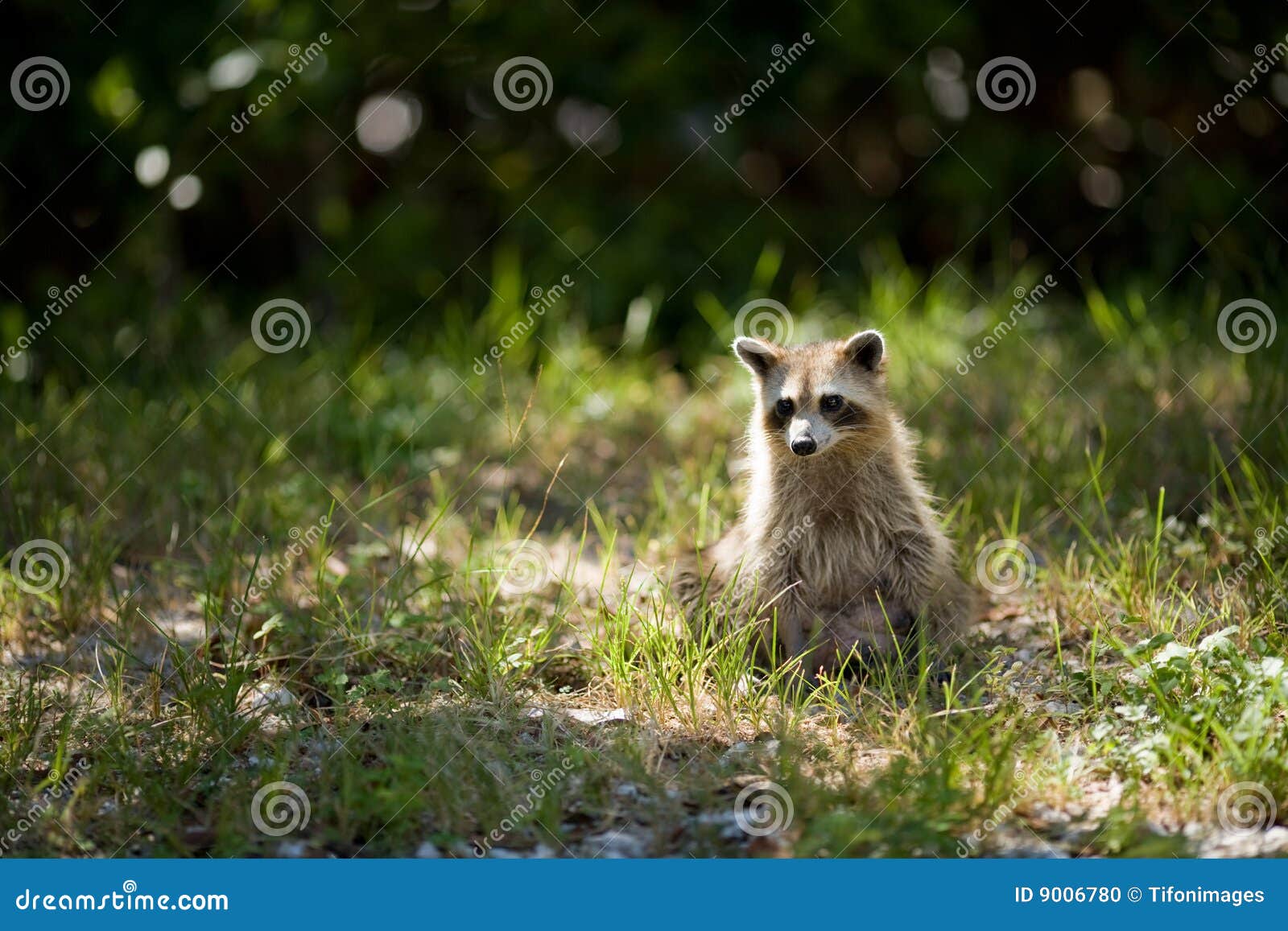 Wild racoon stock photo. Image of american, raccoon, hairy - 9006780