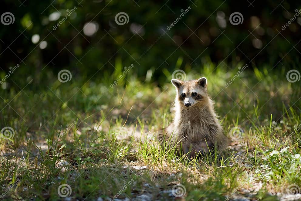Wild racoon stock photo. Image of american, raccoon, hairy - 9006780