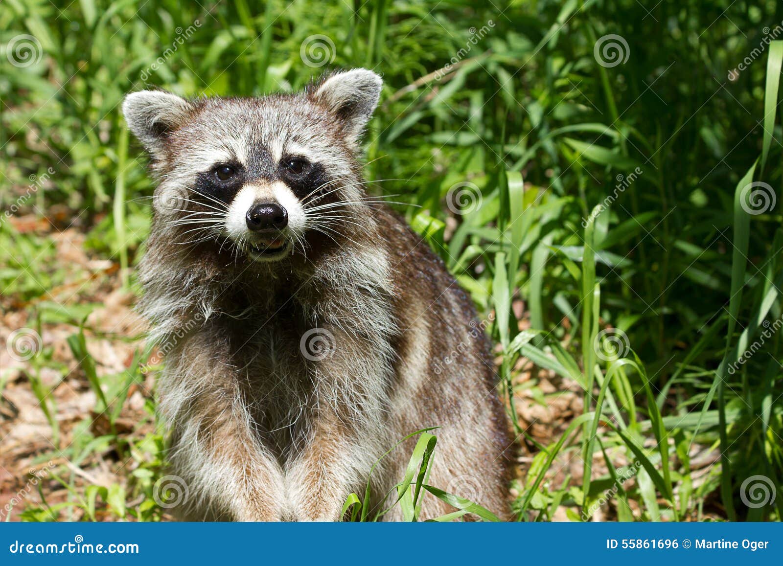 Wild racoon. stock photo. Image of curiosity, black, fauna - 55861696