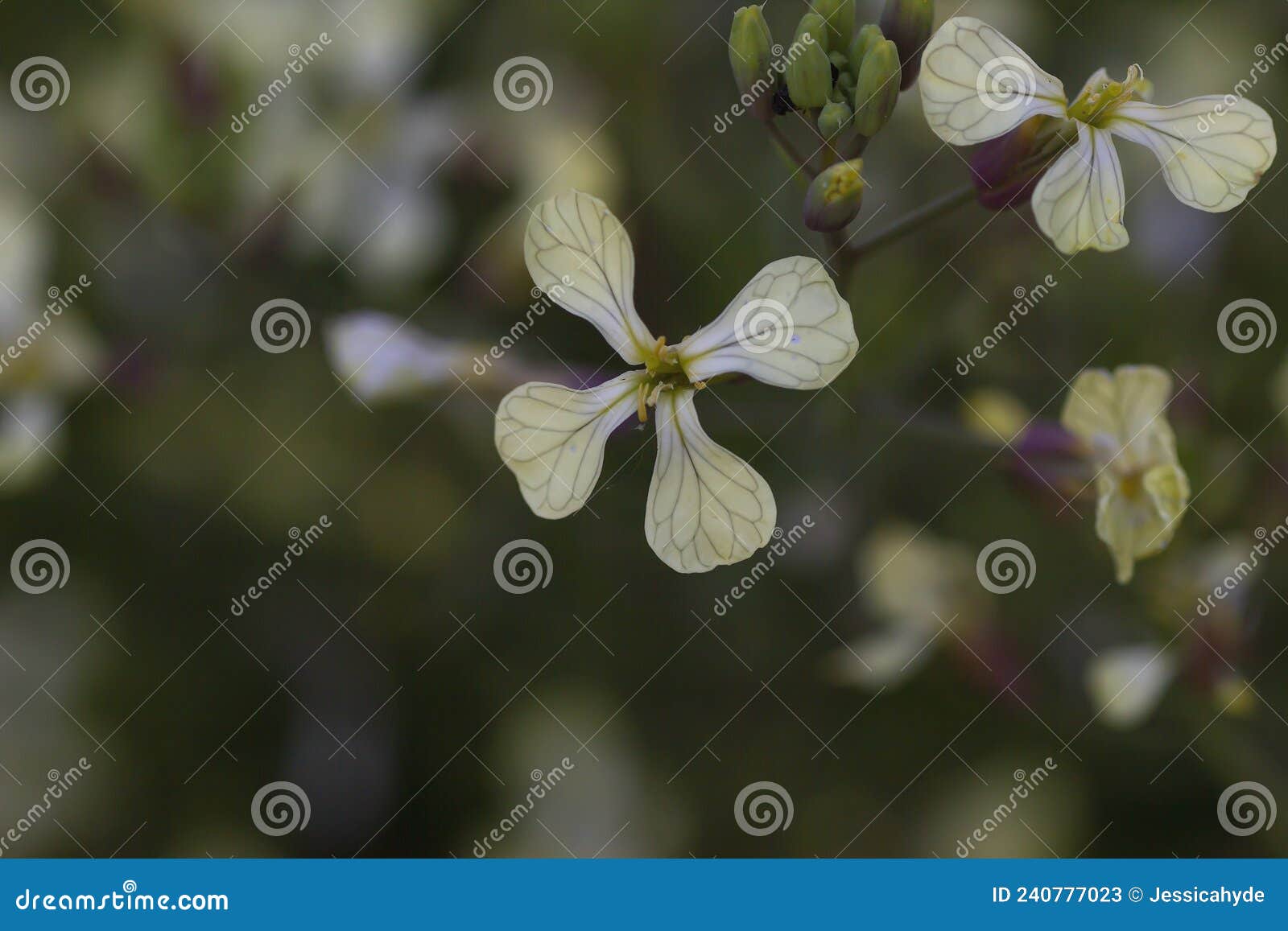 Wild radish flower stock image. Image of european, bloom - 240777023