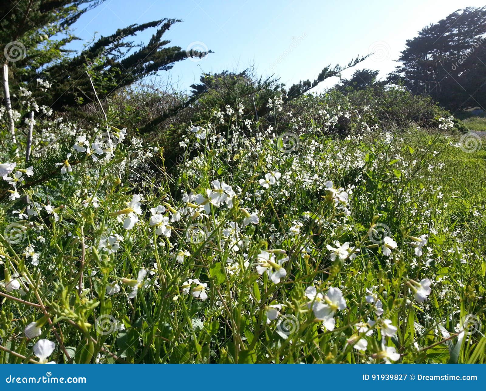 Wild Radish Flower stock image. Image of rainforest, springtime - 91939827