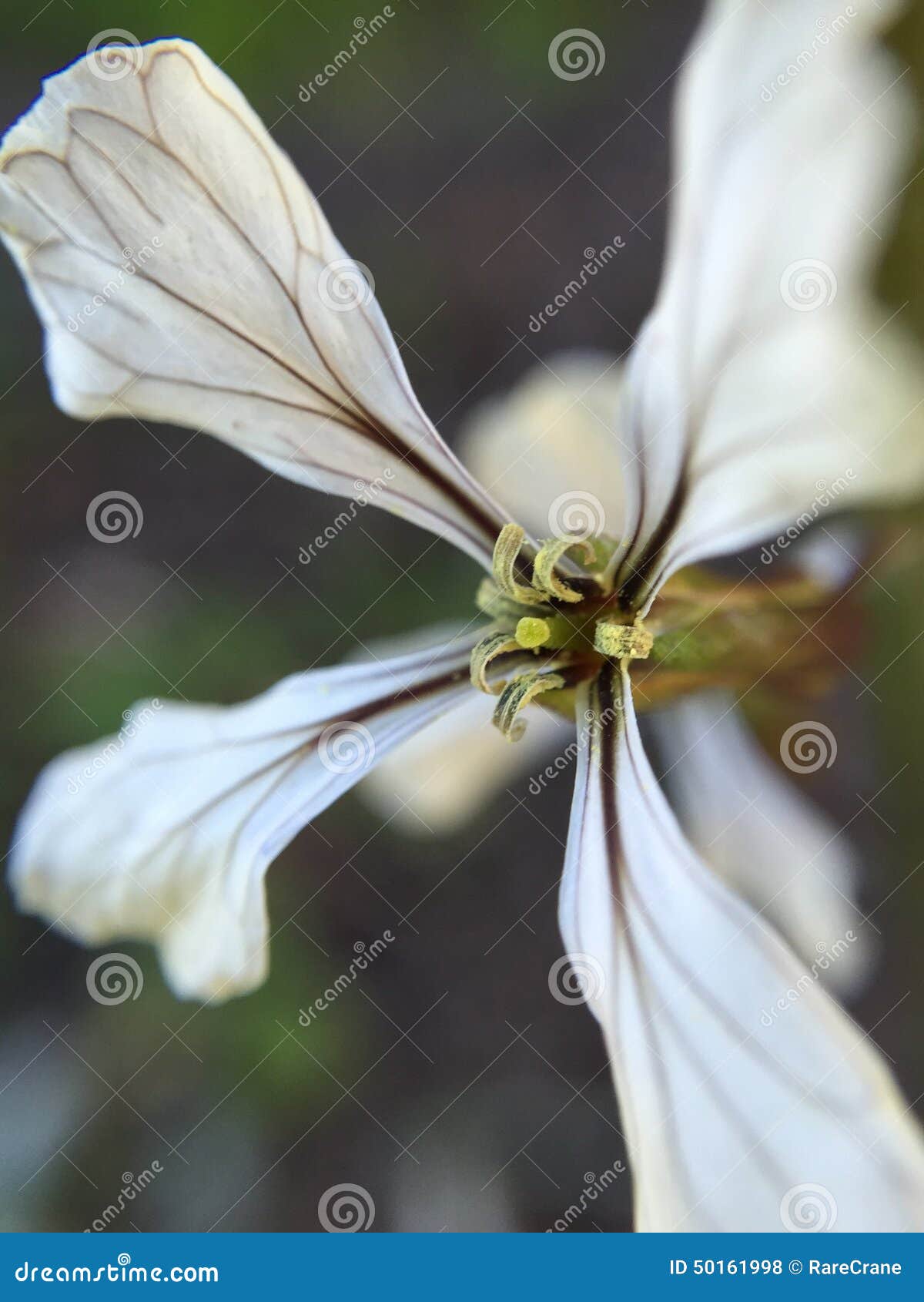 Wild radish flower stock photo. Image of plant, macro - 50161998