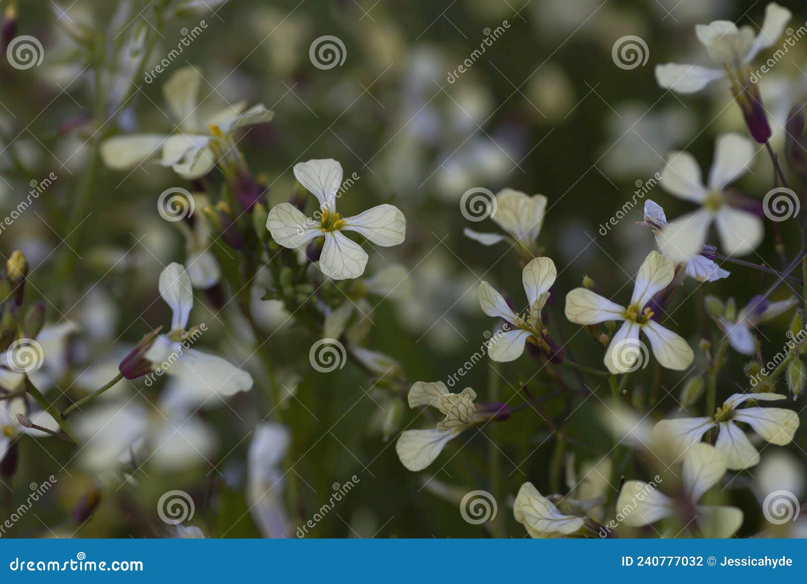 Wild radish flowers stock photo. Image of outdoor, flora - 240777032