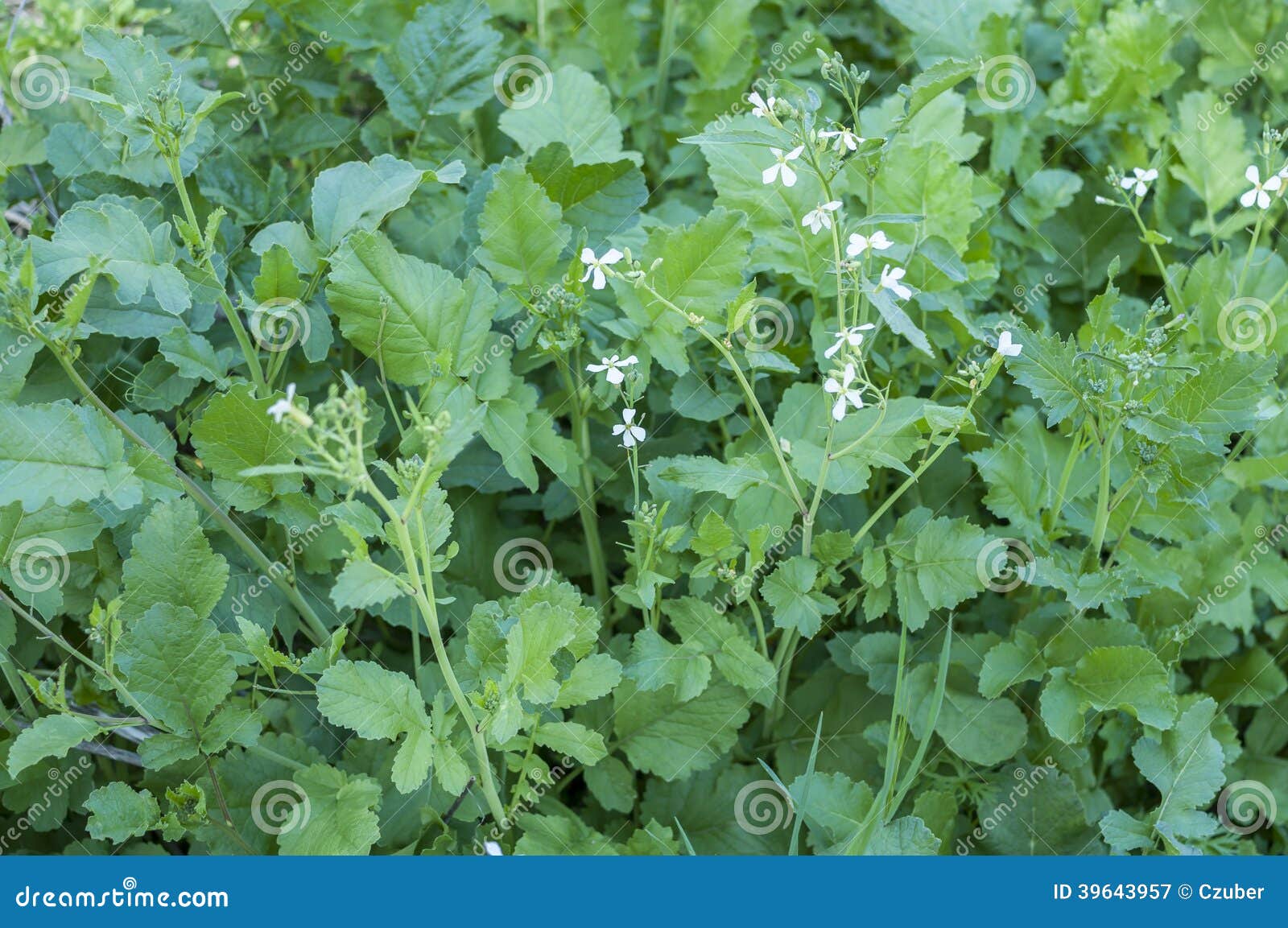 Wild radish stock image. Image of edible, nature, stem - 39643957
