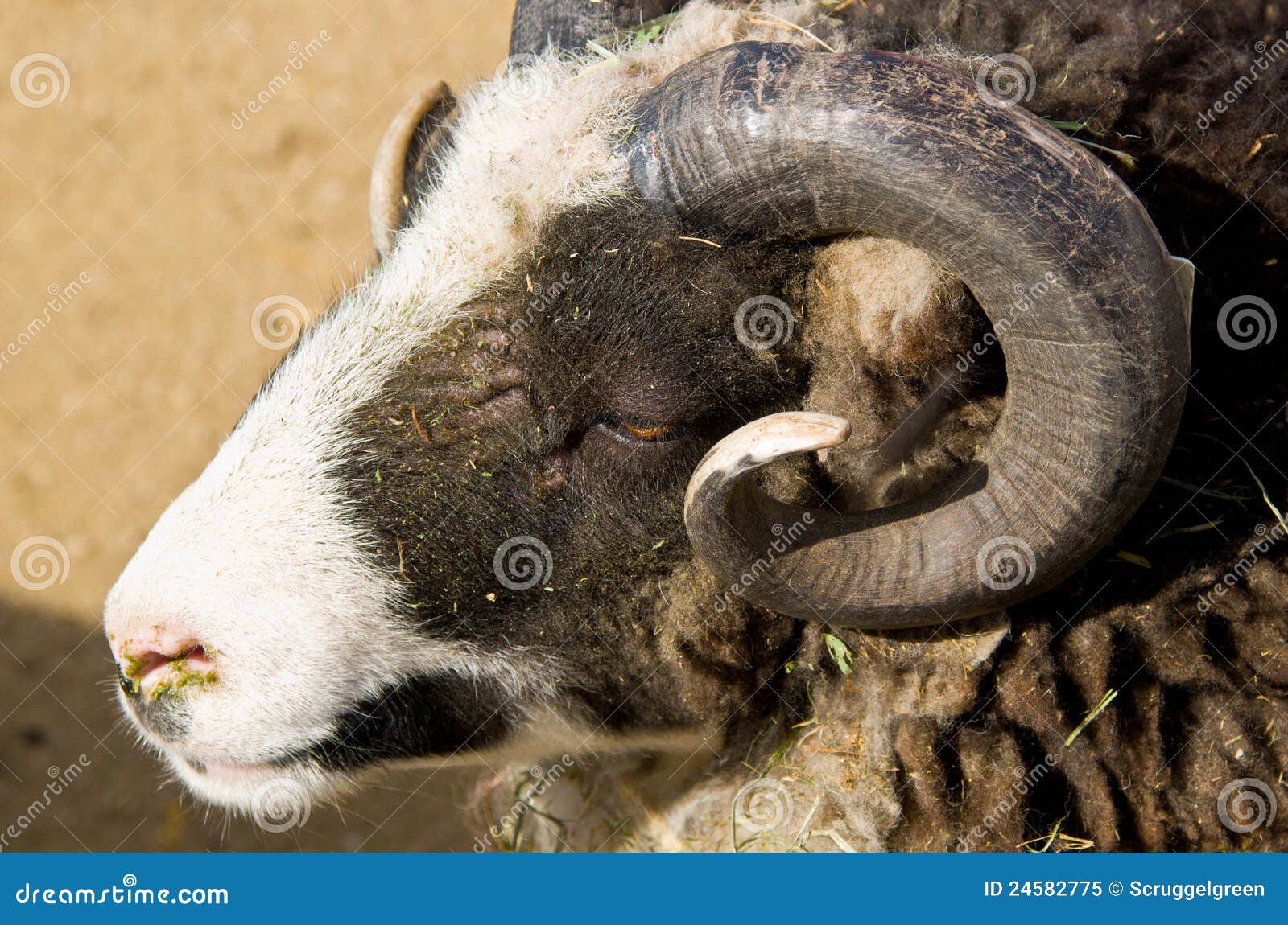 Wild Ram stock image. Image of sheep, furry, horned, head - 24582775