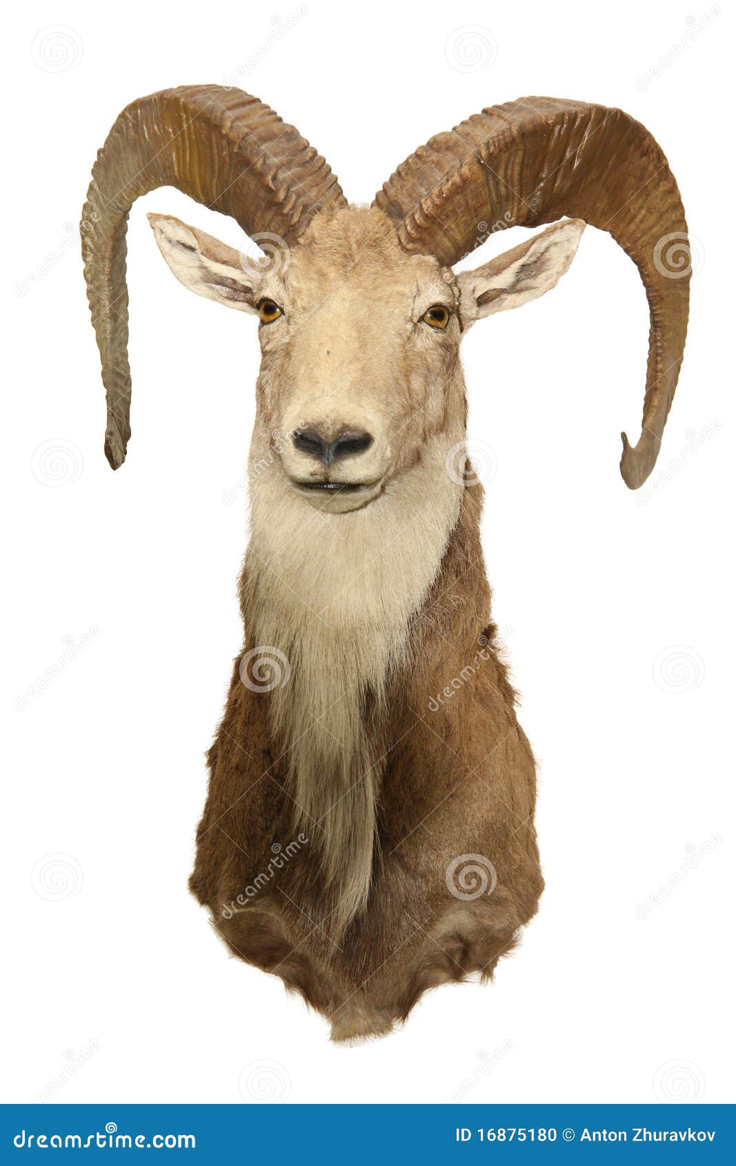 Wild ram Marco Polo stock photo. Image of wildlife, hunt - 16875180