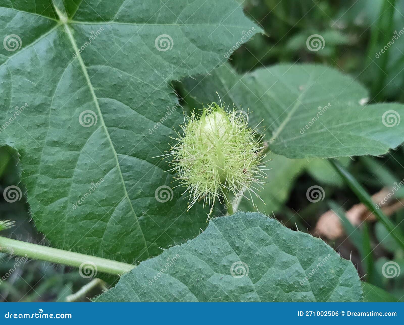 Wild Rambusa Passiflora Foetida Stock Photo - Image of wildlife, plants ...