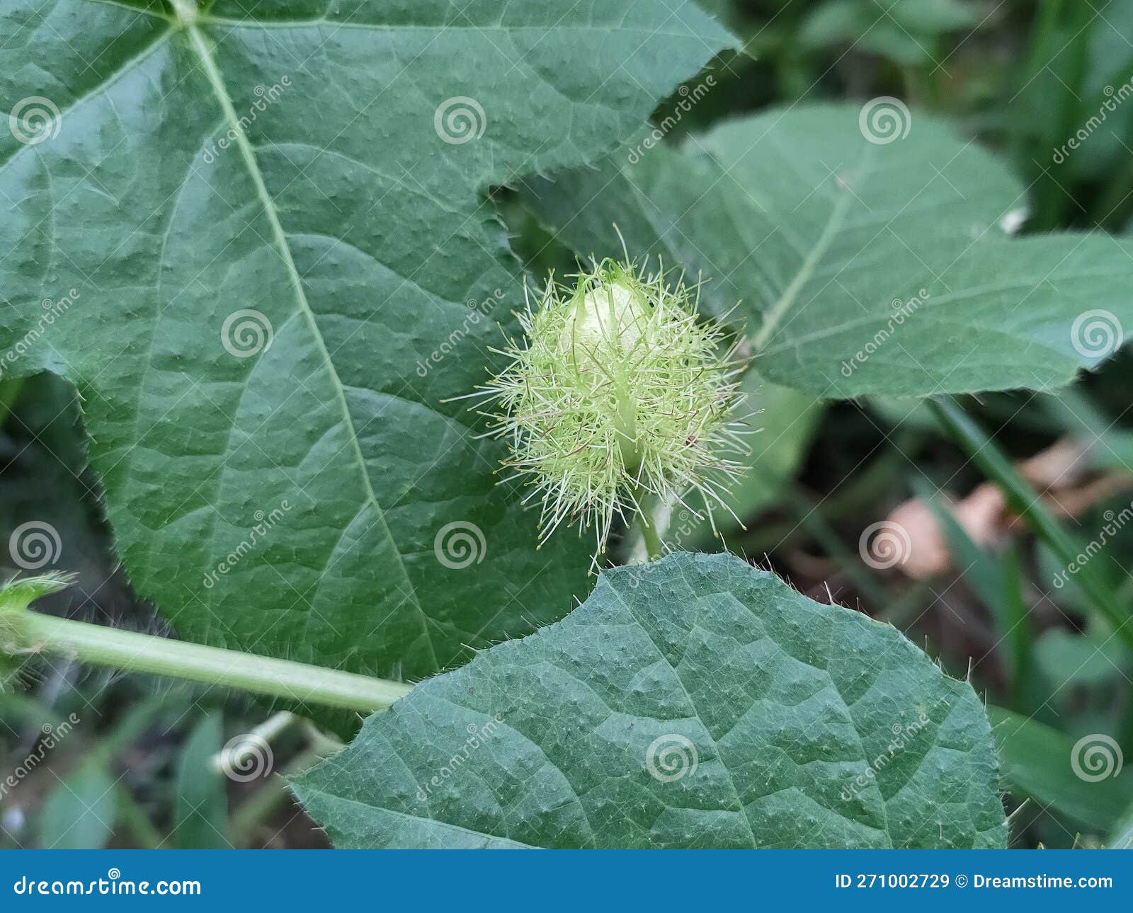 Wild Rambusa Passiflora Foetida Stock Image - Image of natural, nature ...