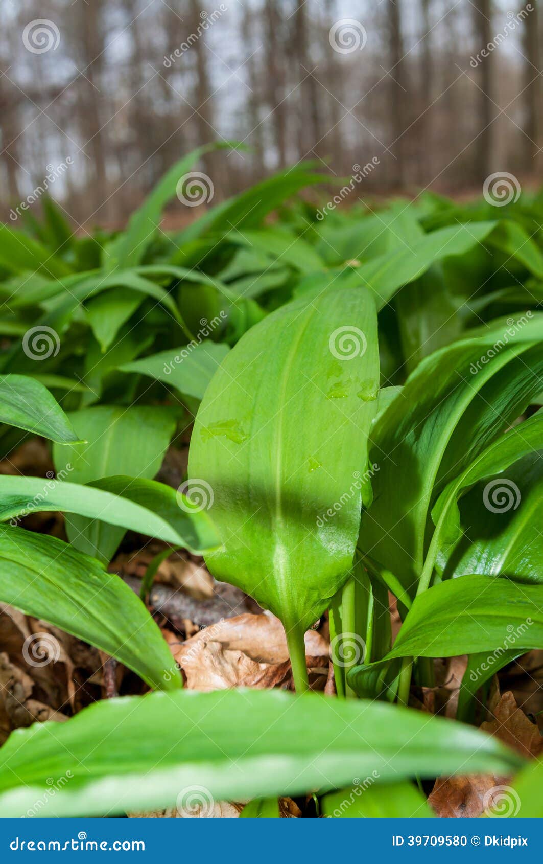 Wild ramson stock photo. Image of ramps, closeup, food - 39709580