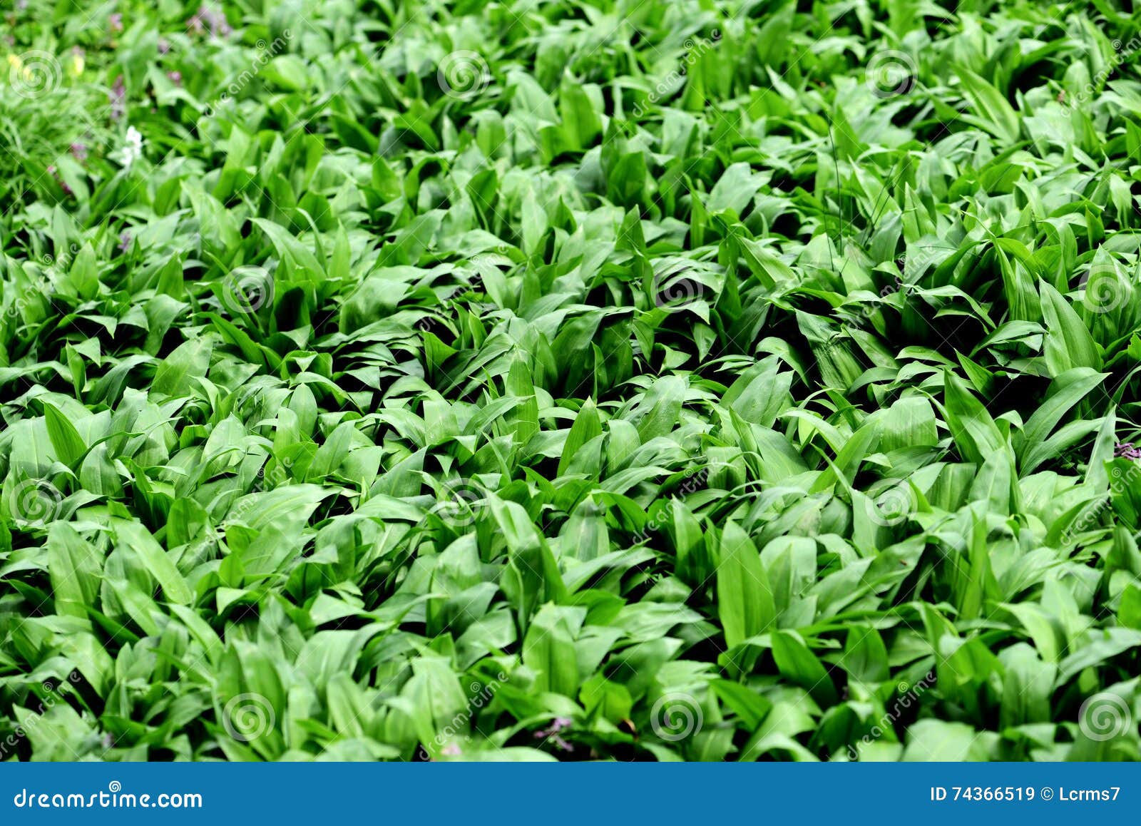 Wild Ramson Leaves Background. Stock Image - Image of wood, garlic ...