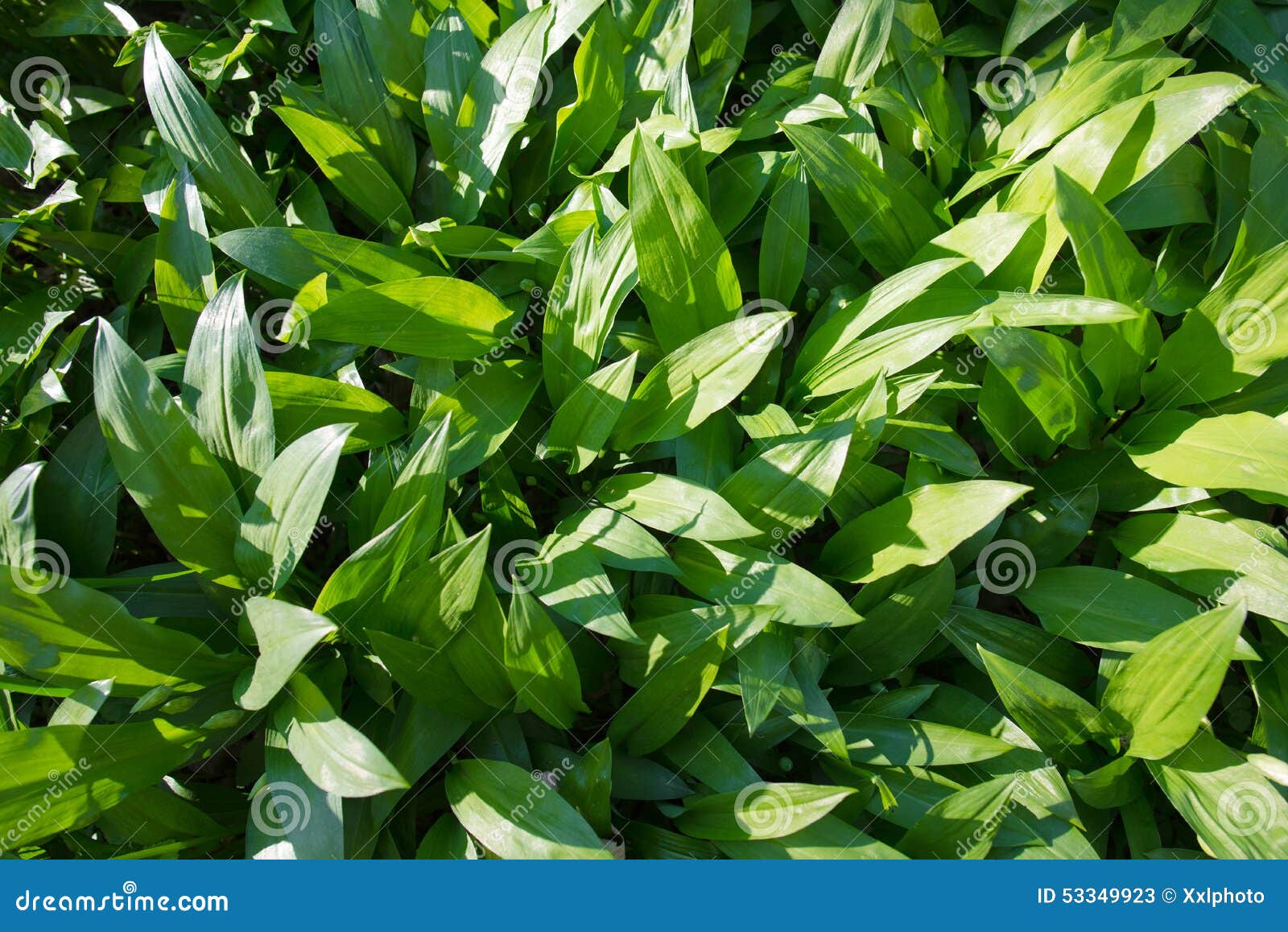 Wild ramsons stock image. Image of kitchen, fresh, garlic - 53349923