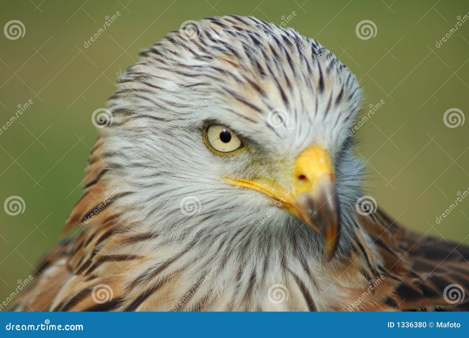 Wild raptor stock photo. Image of piercing, earl, eyes - 1336380