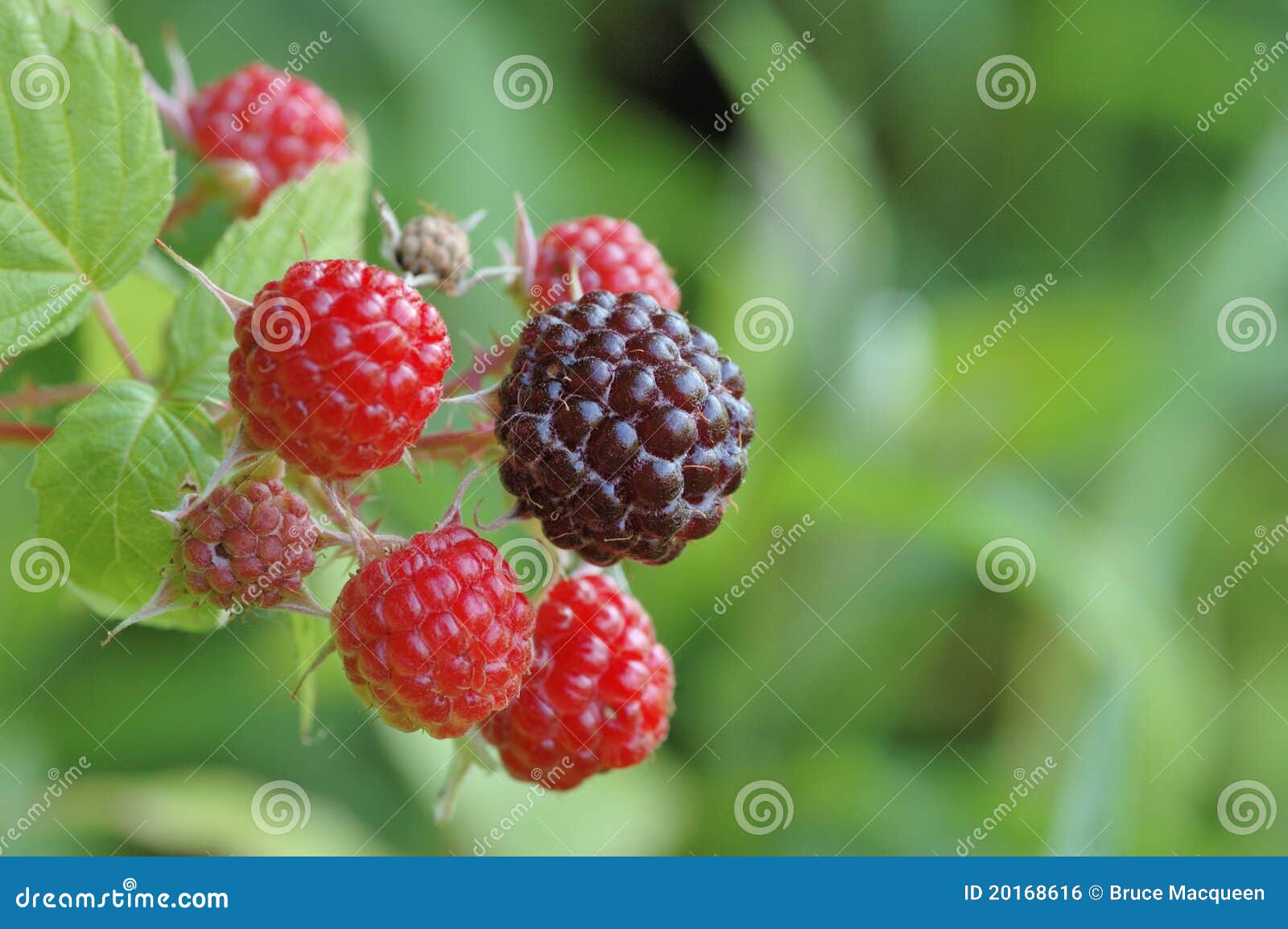Wild Raspberries stock photo. Image of healthy, lifestyle - 20168616