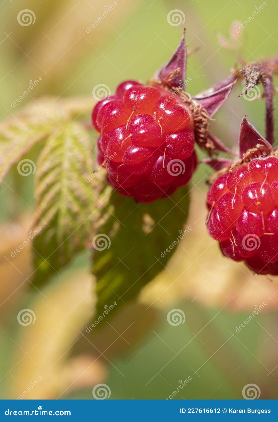 Juicy Ripe Wild Red Raspberries Stock Photo - Image of growth, plant ...