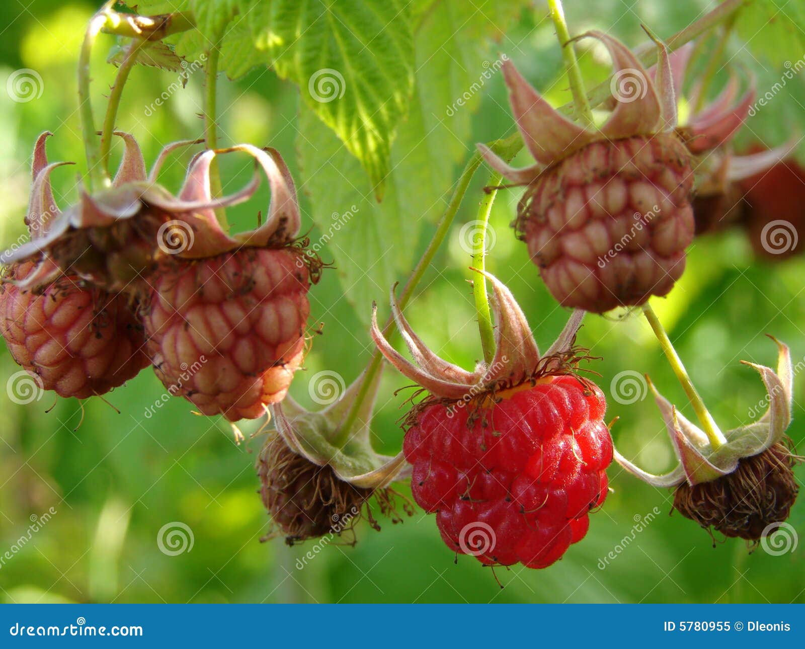 Wild raspberries stock image. Image of agriculture, plantation - 5780955