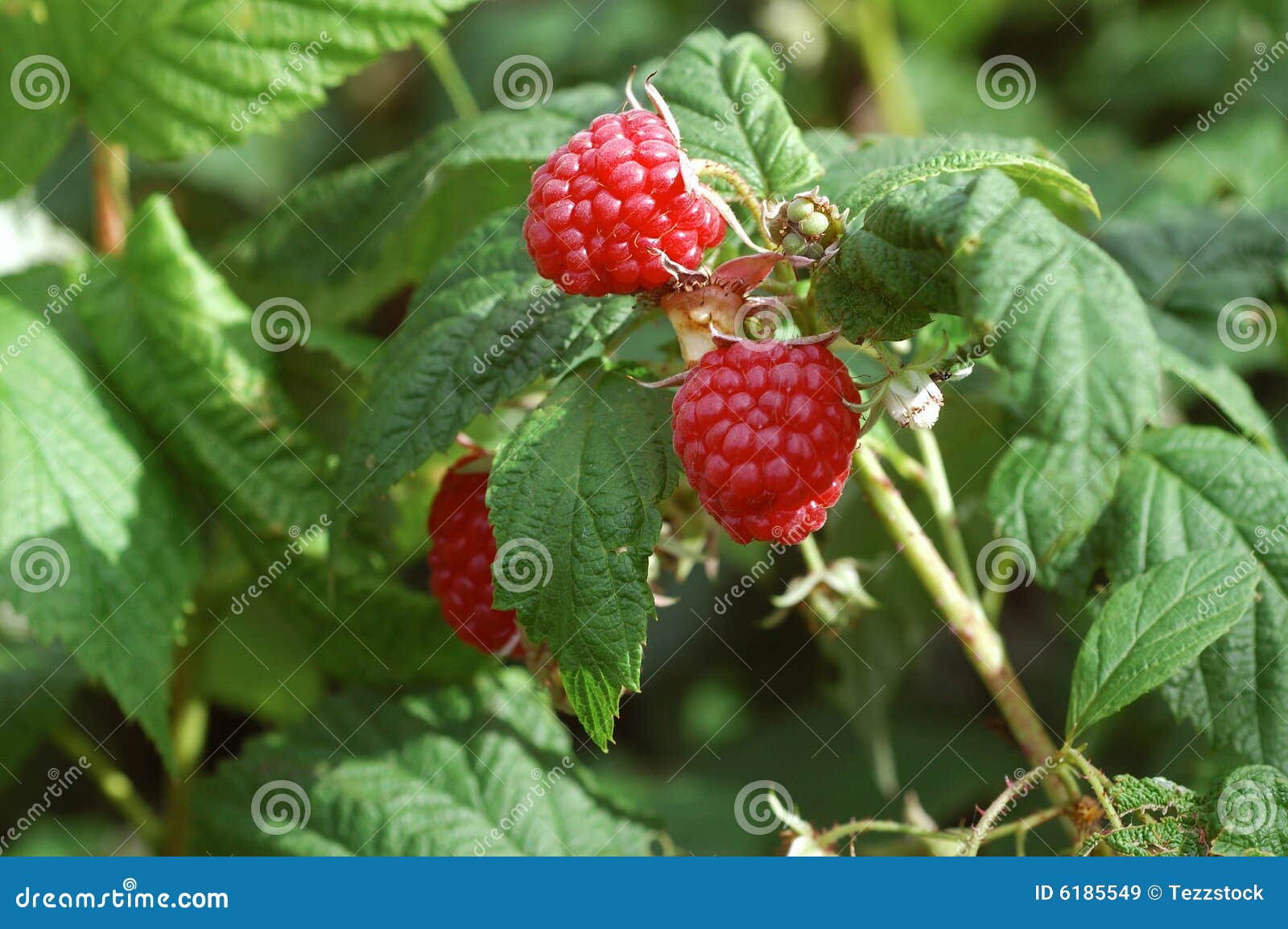 Wild raspberries stock image. Image of rubus, lush, bush - 6185549