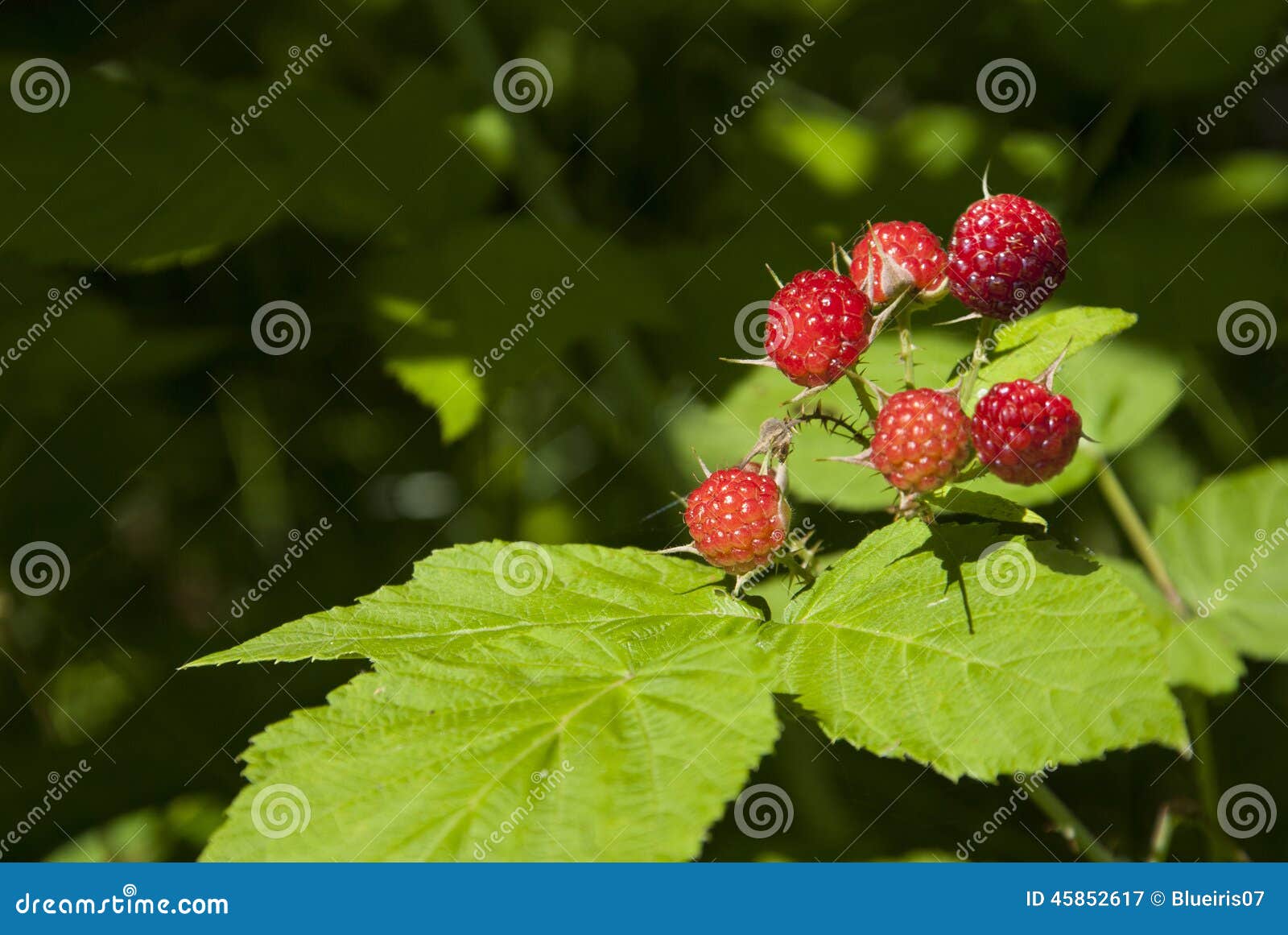 Wild Raspberries stock image. Image of horizontal, ripe - 45852617