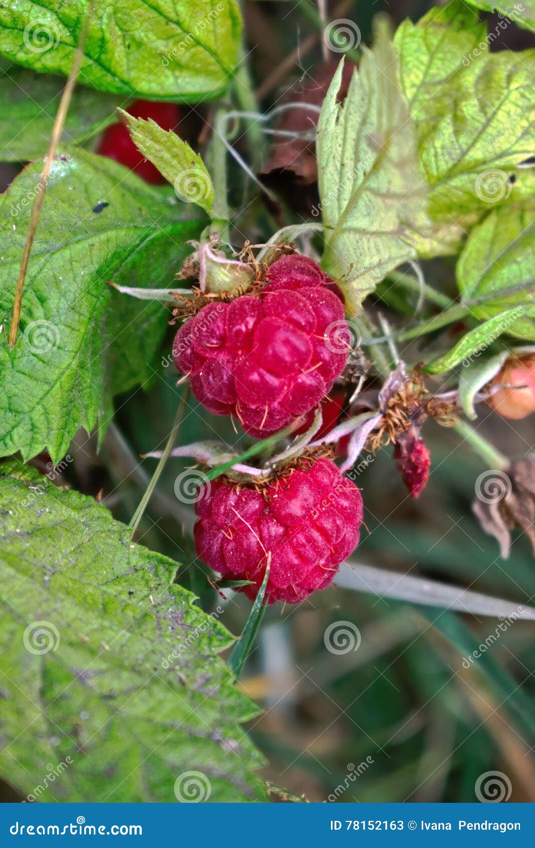 Wild Raspberries stock image. Image of leaf, fresh, nature - 78152163