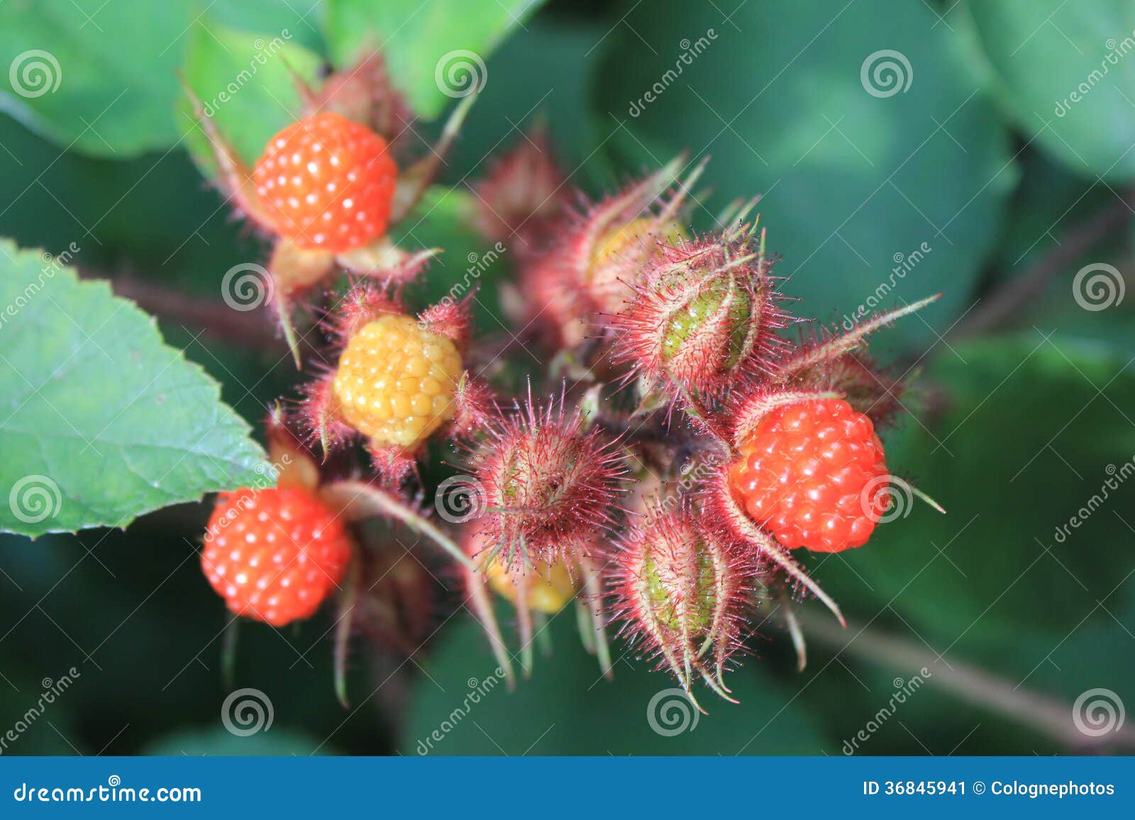 Wild Raspberries stock image. Image of organic, agriculture - 36845941
