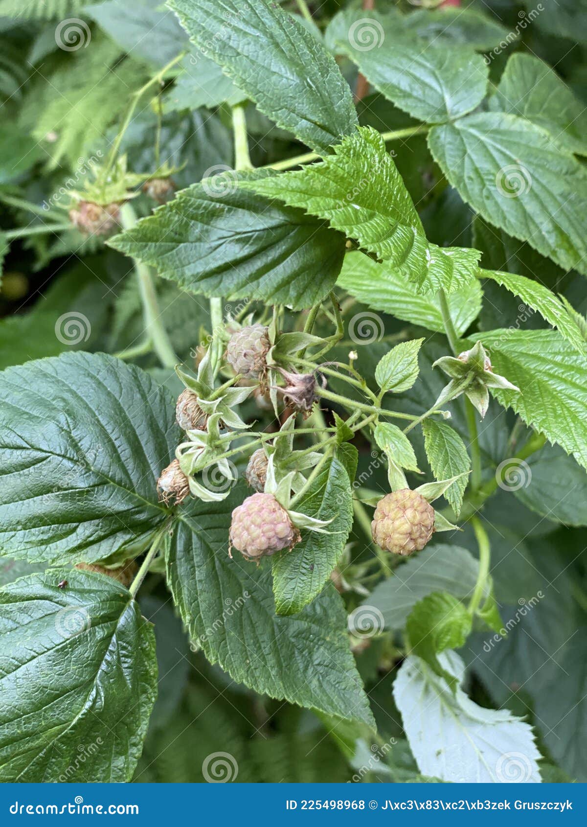 Wild Raspberries in the Forest Visible Fruit and Green Leaves Stock ...