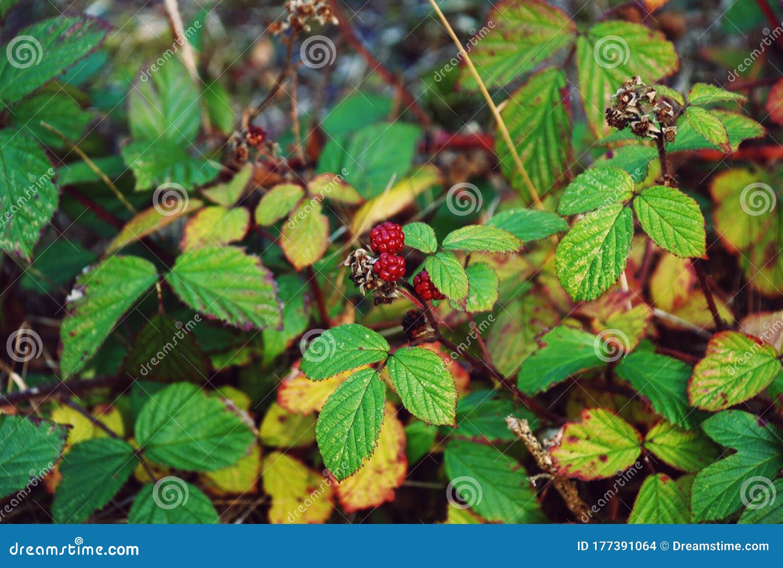 Wild Raspberries Growing on a Bush Stock Photo - Image of outdoors ...