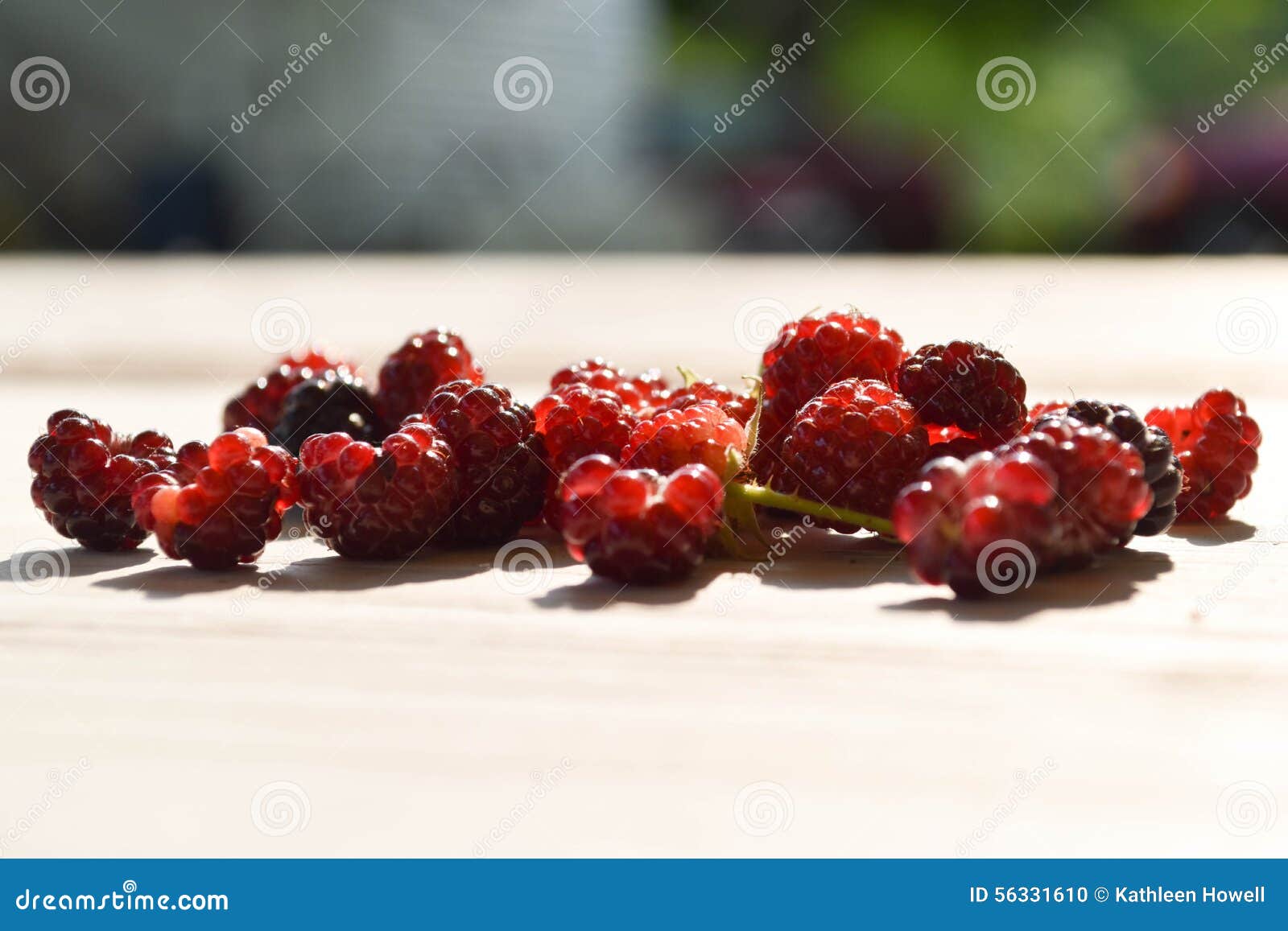 Wild Raspberries stock photo. Image of berry, close, stems - 56331610
