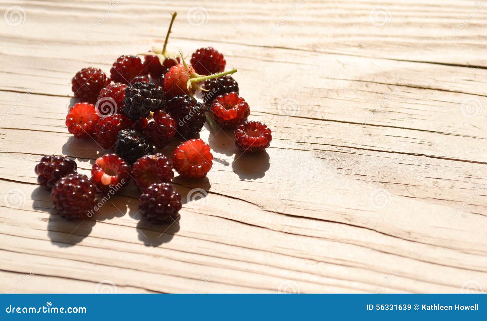 Wild Raspberries stock image. Image of fruit, stem, woodgrain - 56331639