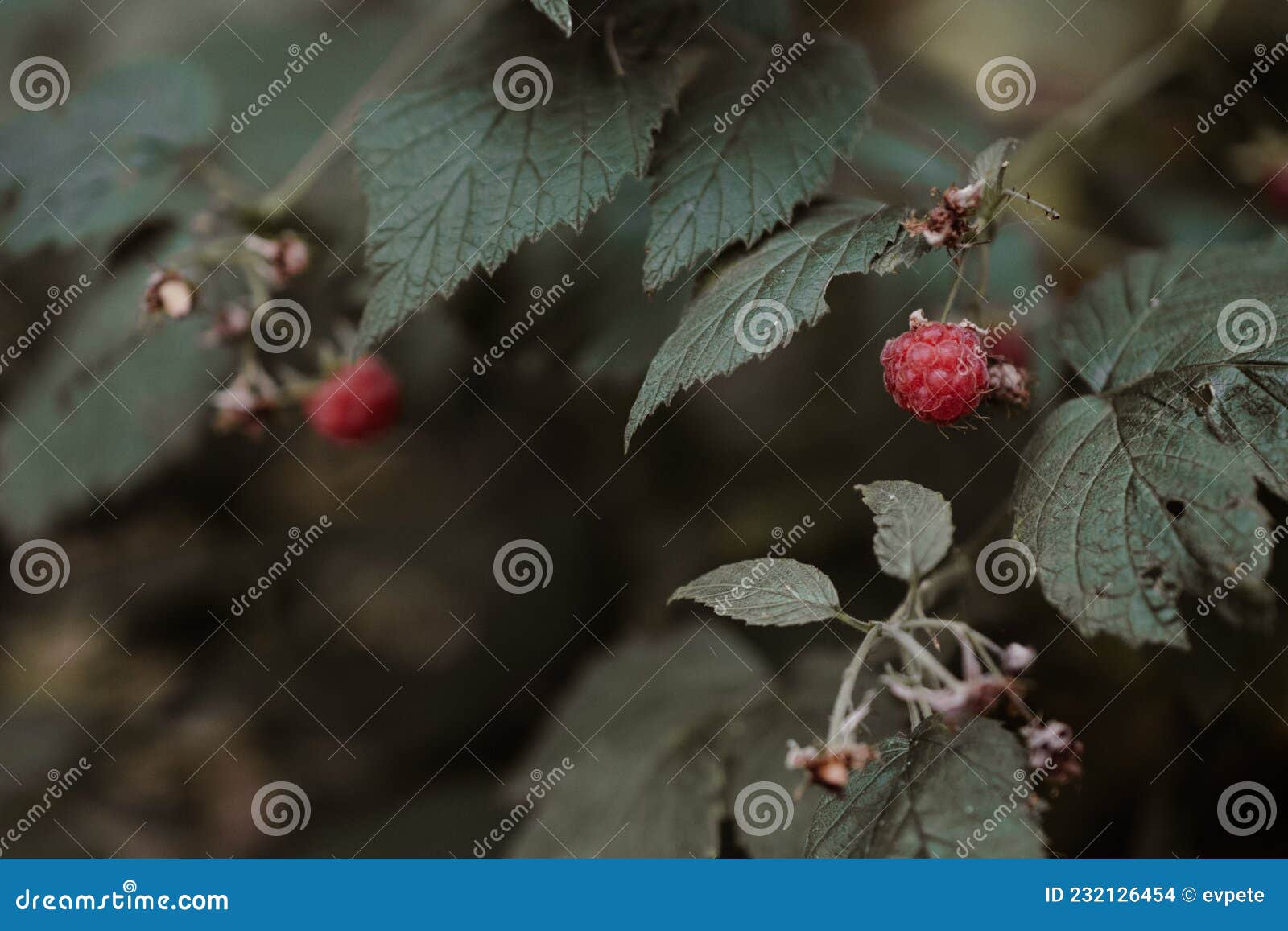 Wild Raspberries Hanging on a Branch in a Forest Stock Photo - Image of ...