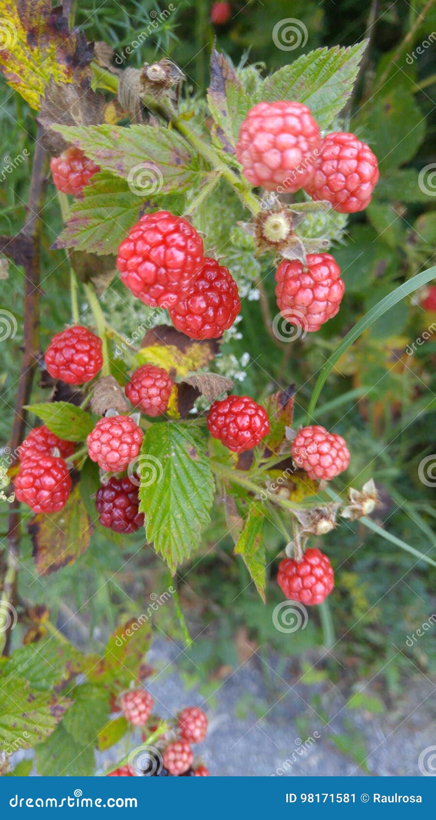 Wild raspberries stock image. Image of hanging, food - 98171581