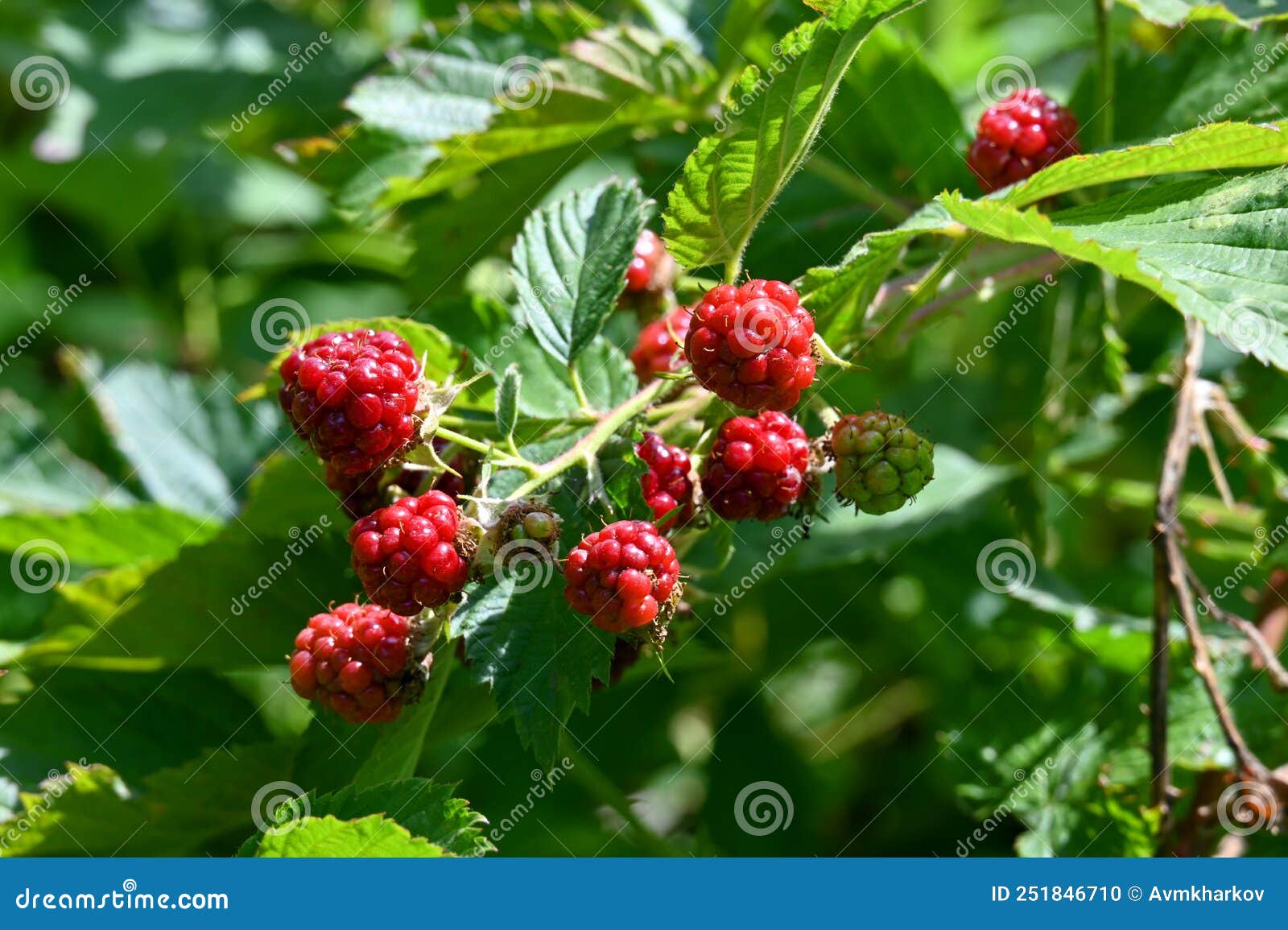 Wild raspberries stock photo. Image of raspberries, plant - 251846710