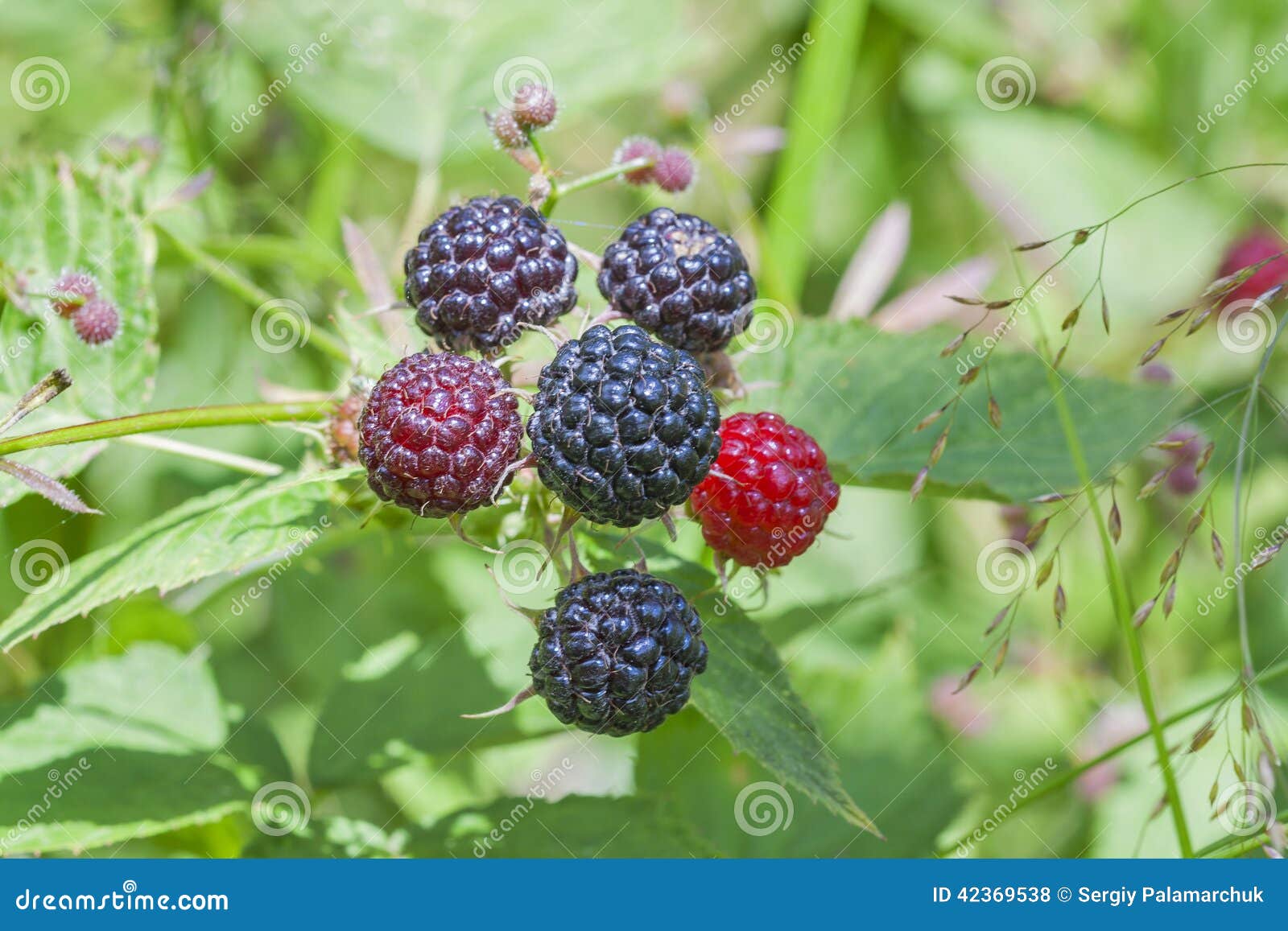 Wild Raspberries in the Woods Stock Photo - Image of food, forest: 42369538