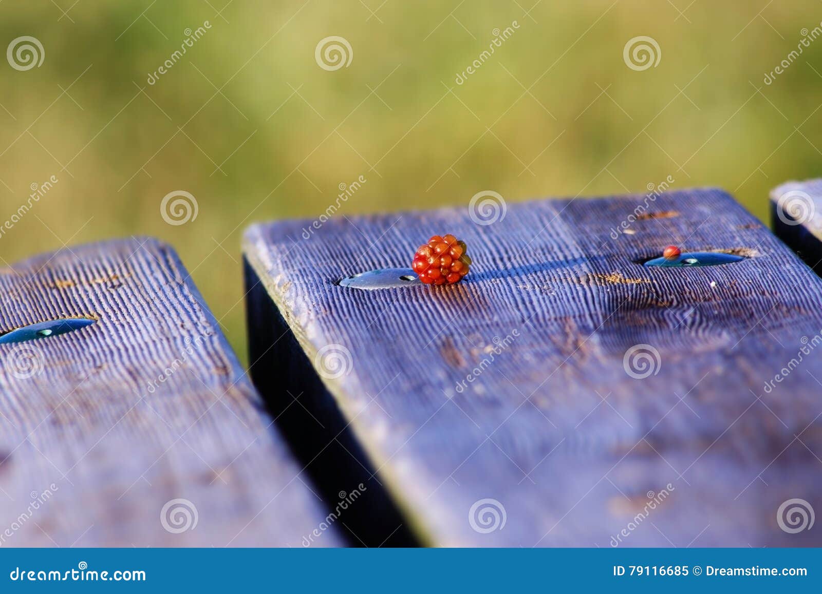 Wild Raspberry Atop Picnic Bench Stock Image - Image of recreational ...