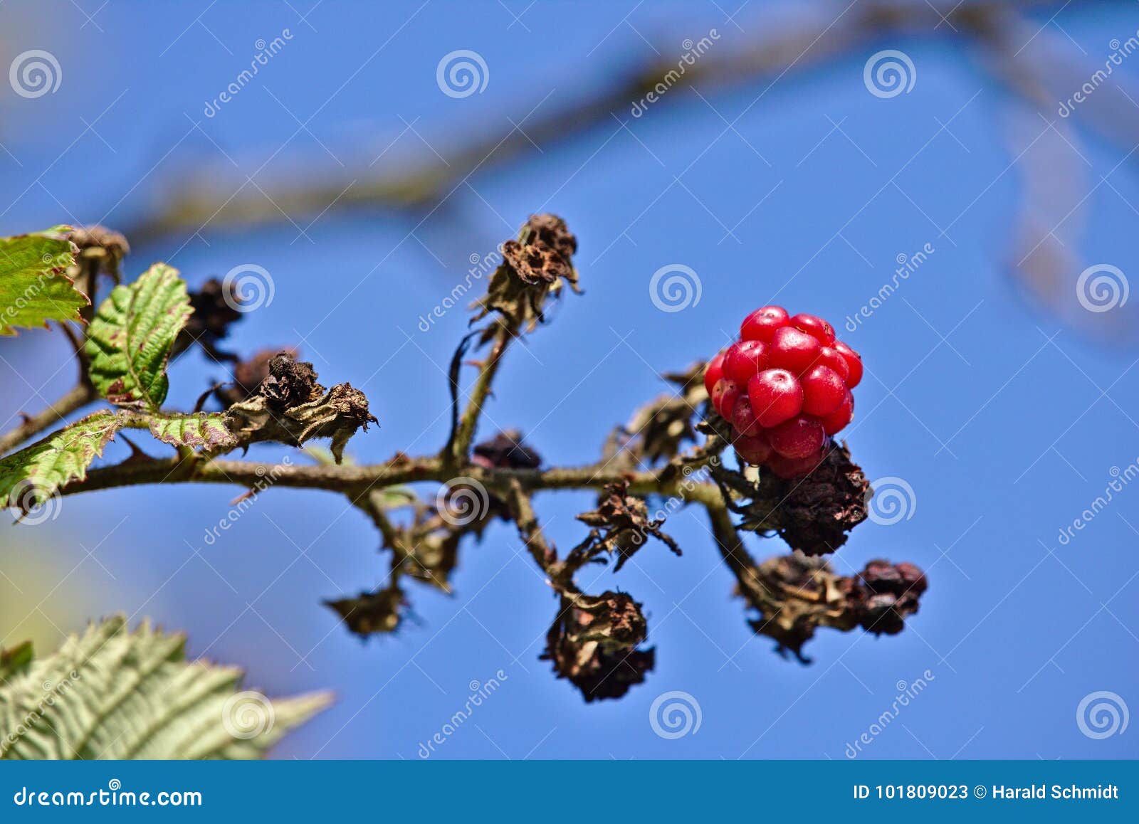 Wild Raspberry on a Branch with Blue Sky in the Background Stock Image ...