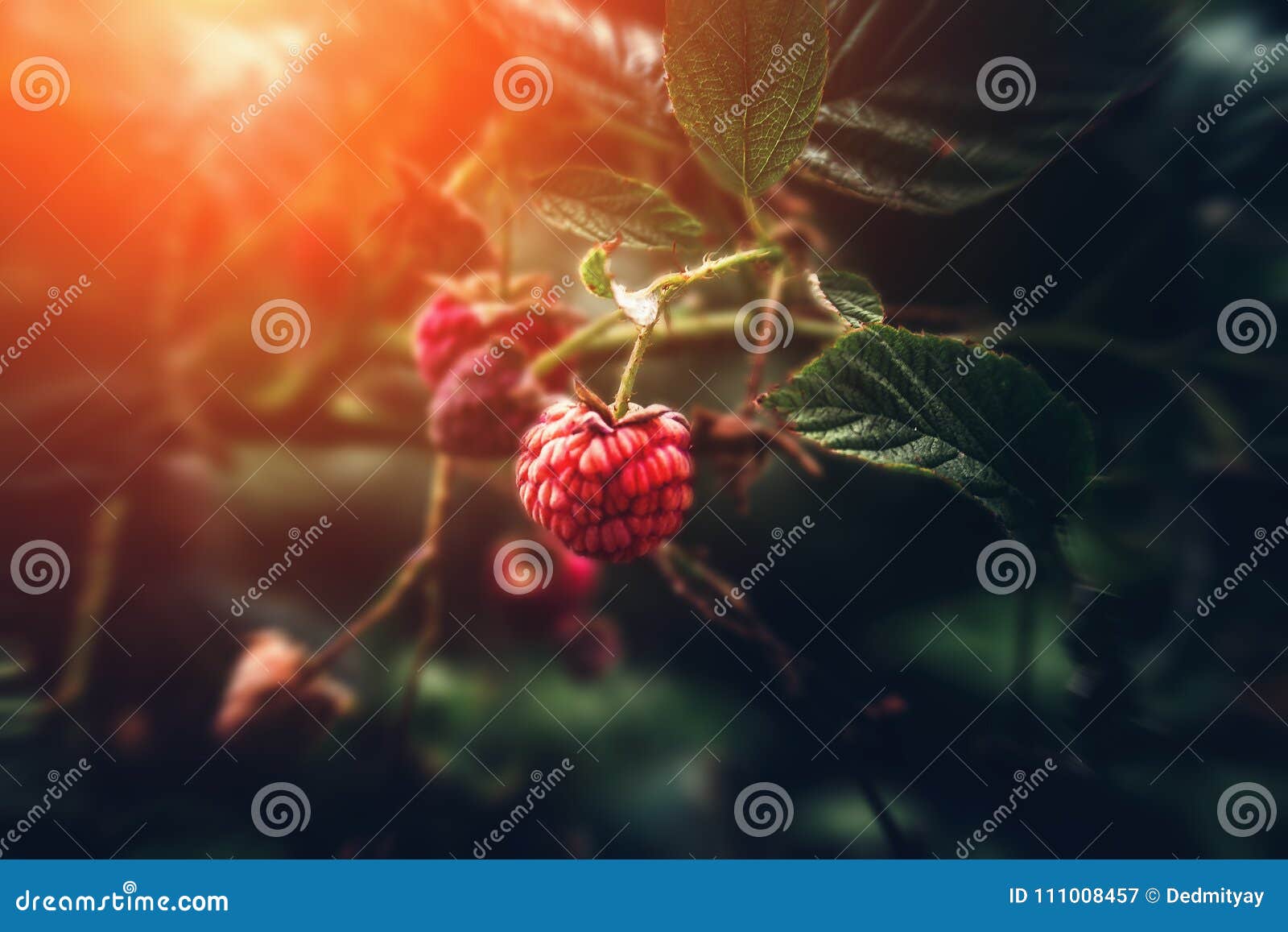 14,899 Raspberry Forest Stock Photos - Free & Royalty-Free Stock Photos ...