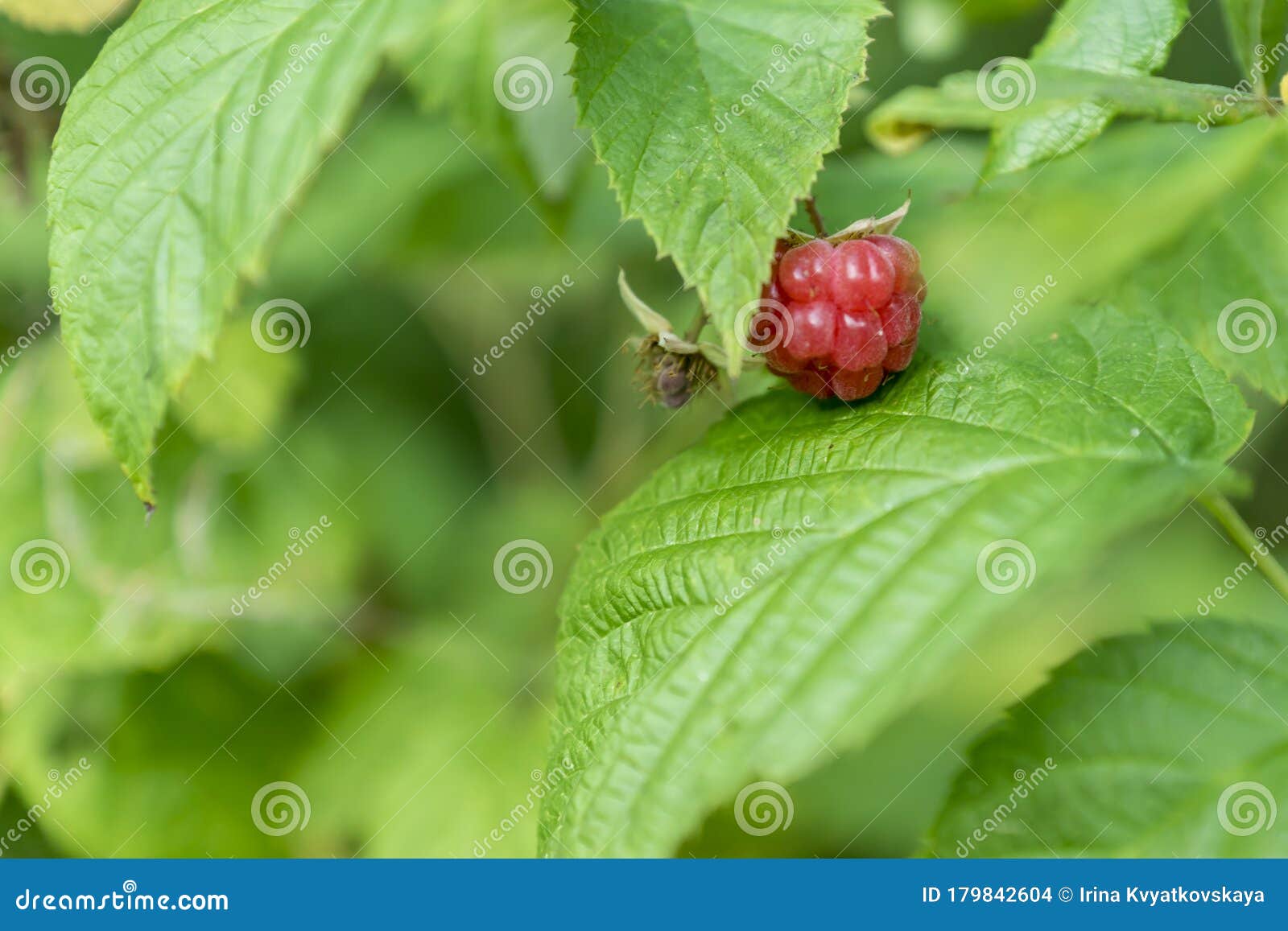 Wild raspberry bush stock photo. Image of sweet, organic - 179842604