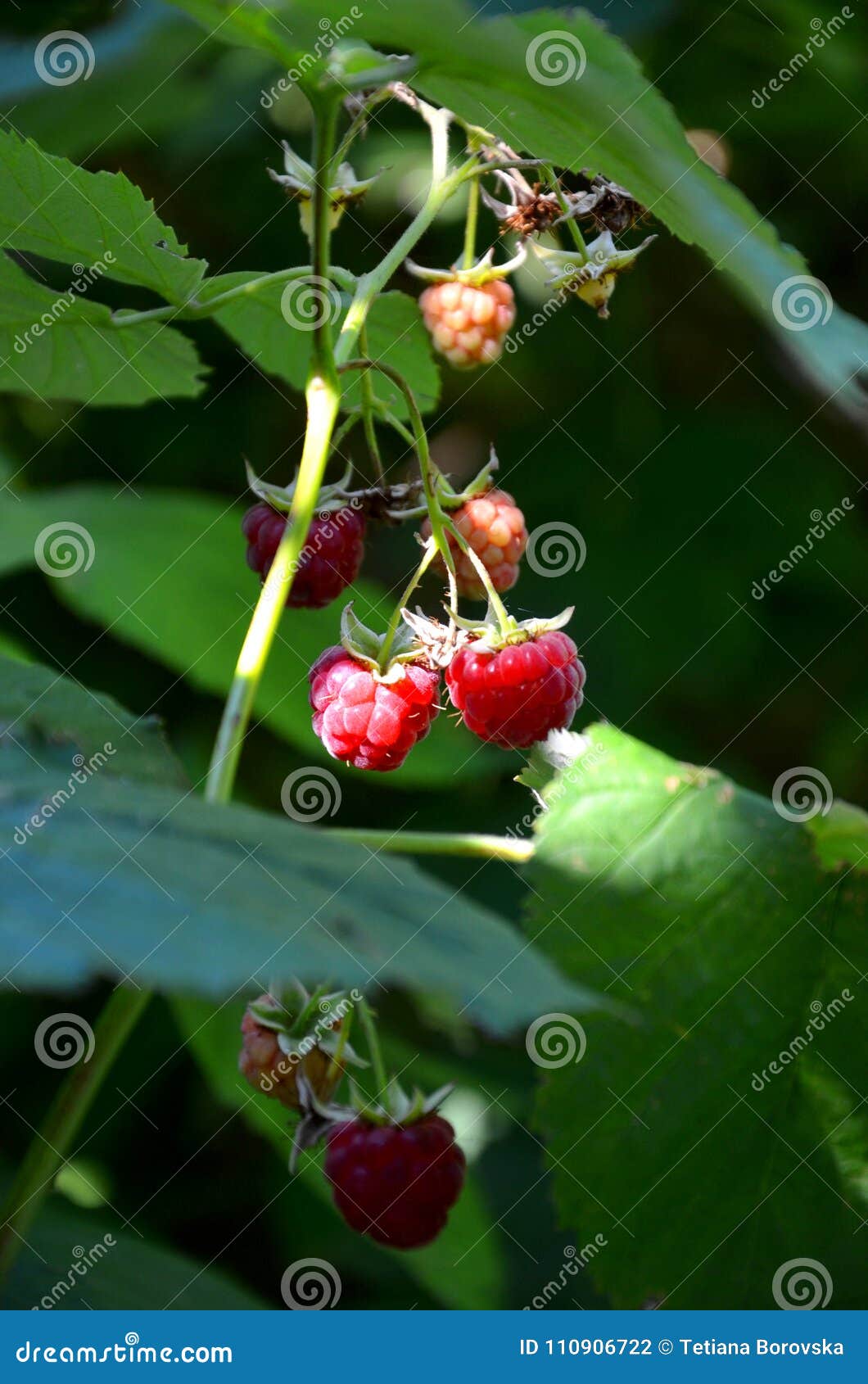 Wild Raspberry on Bush Closeup Stock Photo - Image of food, macro ...