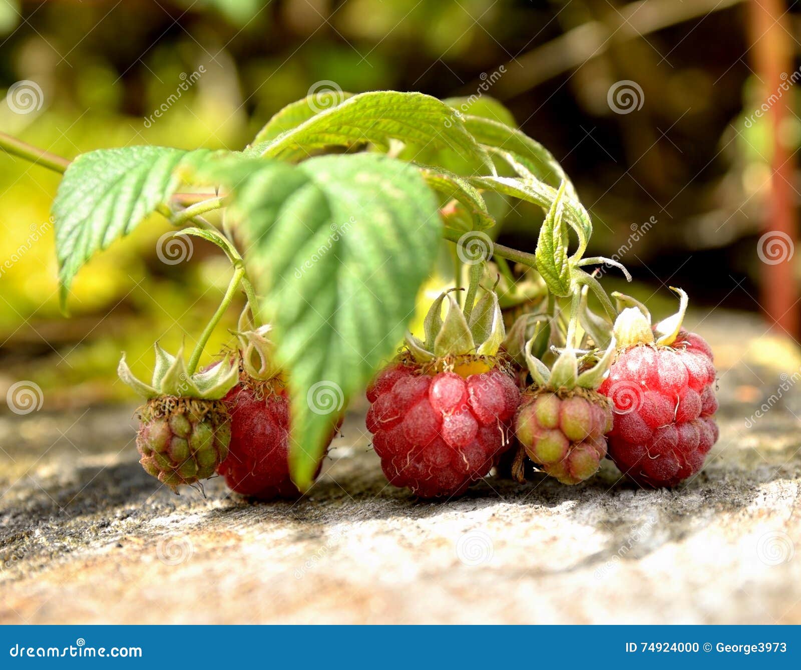 Wild raspberry bush stock photo. Image of grow, leaf - 74924000