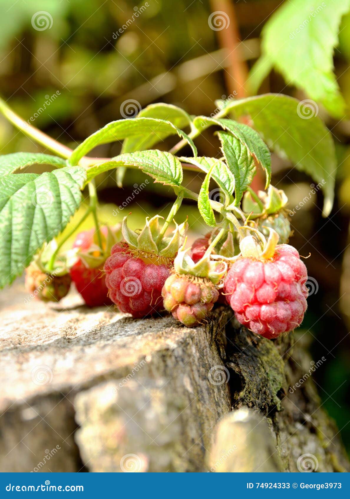 Wild raspberry bush stock image. Image of raspberries - 74924333