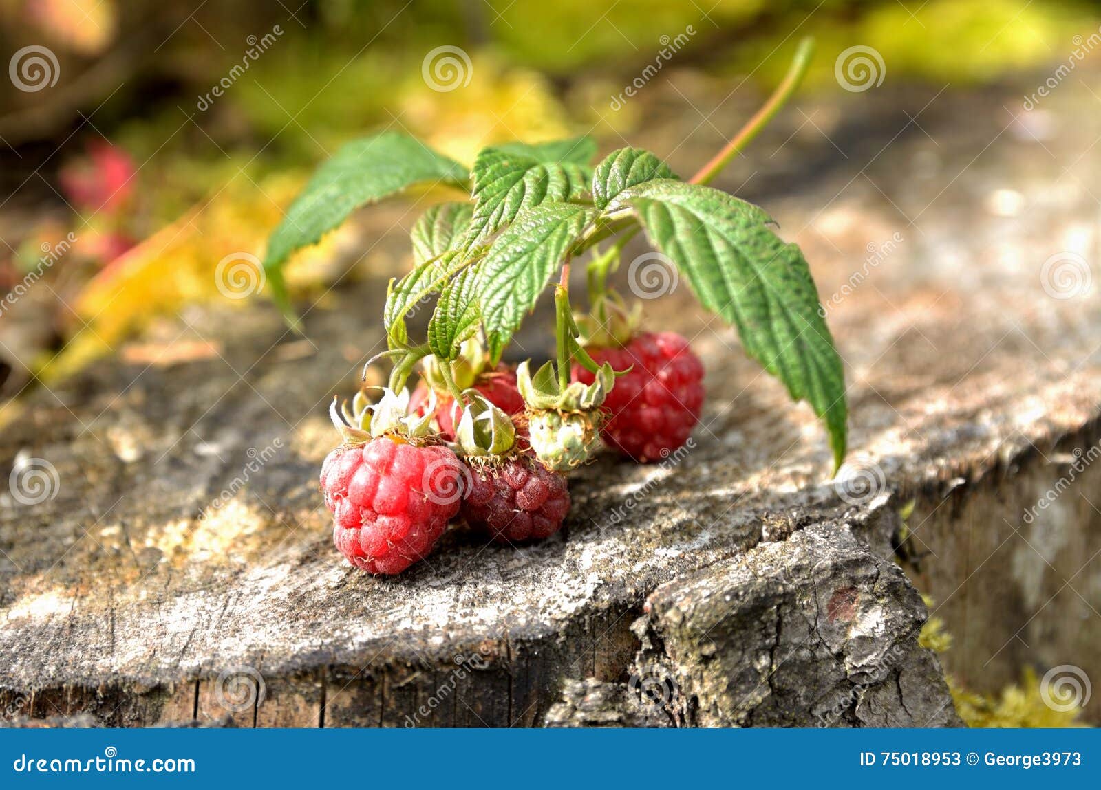 Wild raspberry bush stock image. Image of antioxidant - 75018953
